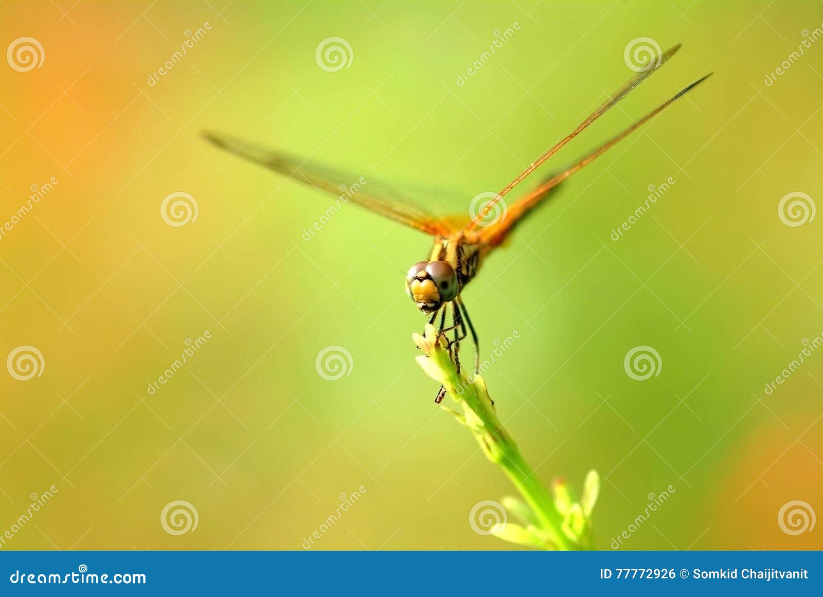 Libel, Insect, Dier, Aard, Macro, Insect Stock Foto - Image of bloem ...
