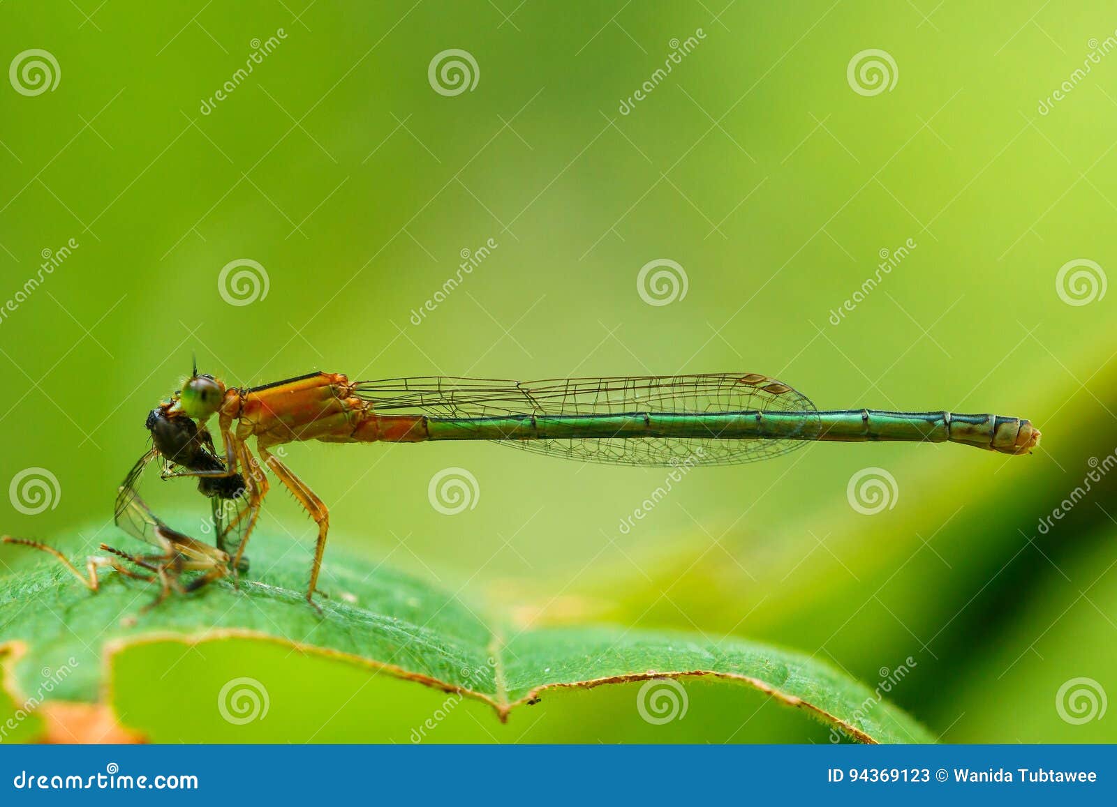 Libel, insect, insect stock afbeelding. Image of mooi - 94369123