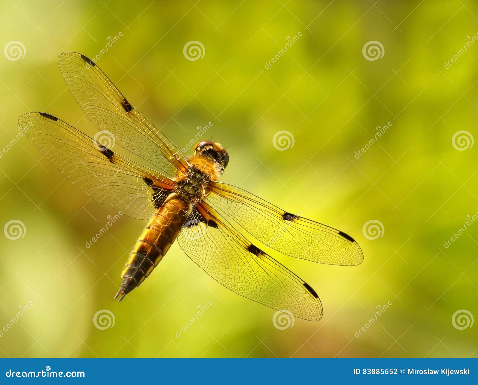 Libel, Insect Op Een Achtergrond Van Vegetatie Stock Foto - Image of ...