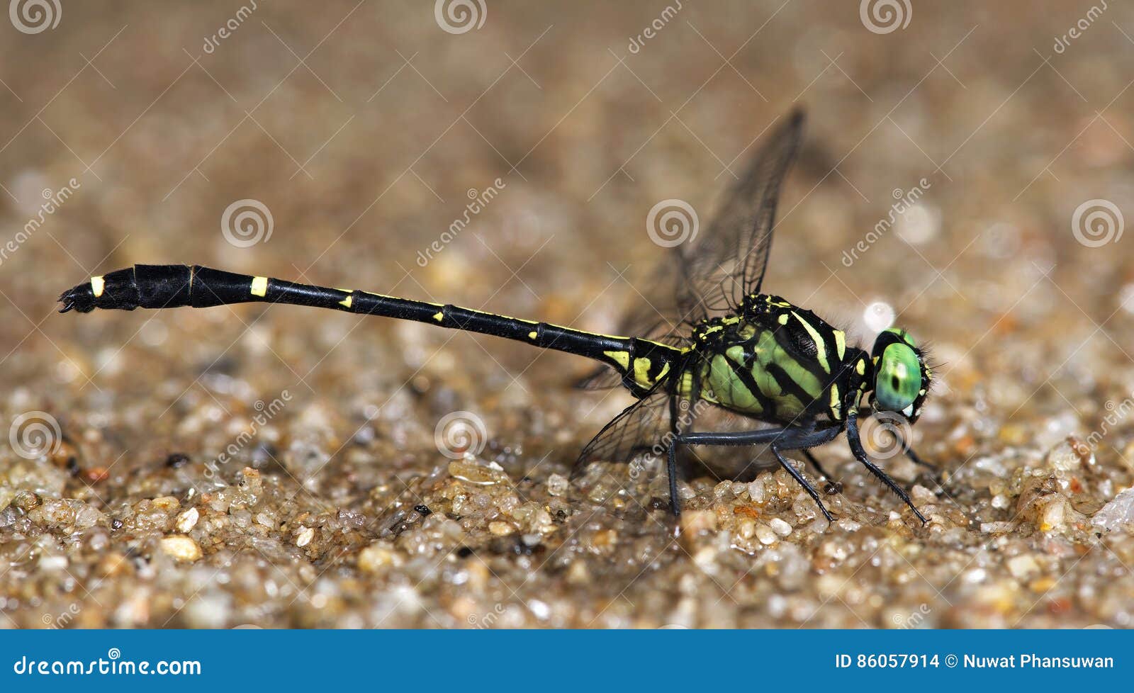Libel, Libellen Van Divaricatus Van Thailand Burmagomphus Stock Foto ...