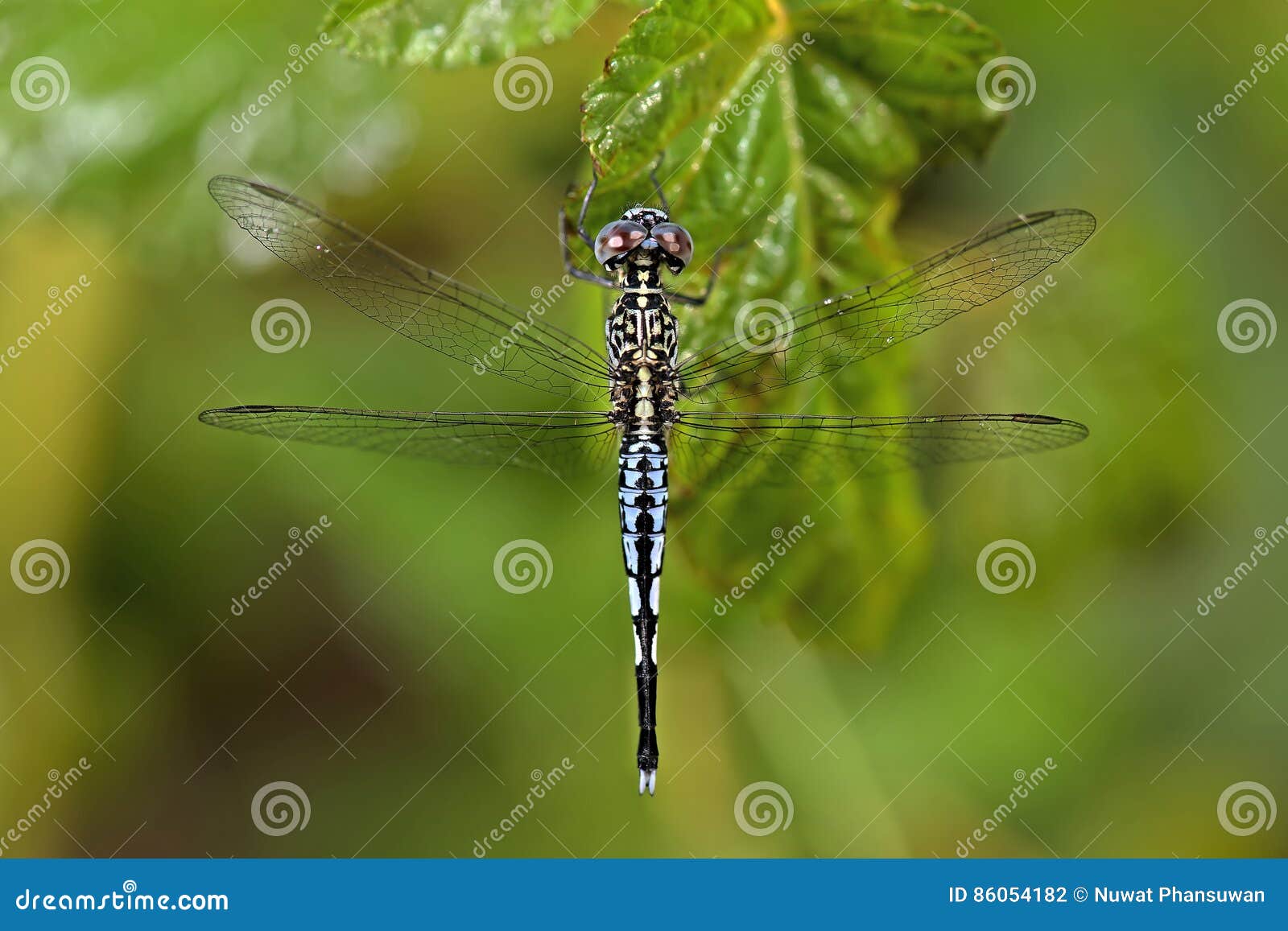 Libel, Libellen Van Thailand Acisoma Panorpoides Stock Foto - Image of ...