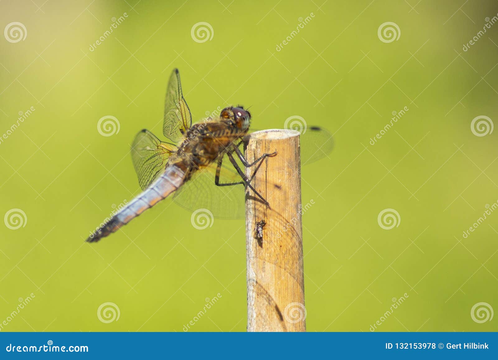 Libel, Odonata Een Insect Met Breekbare Vleugels Stock Foto - Image of ...