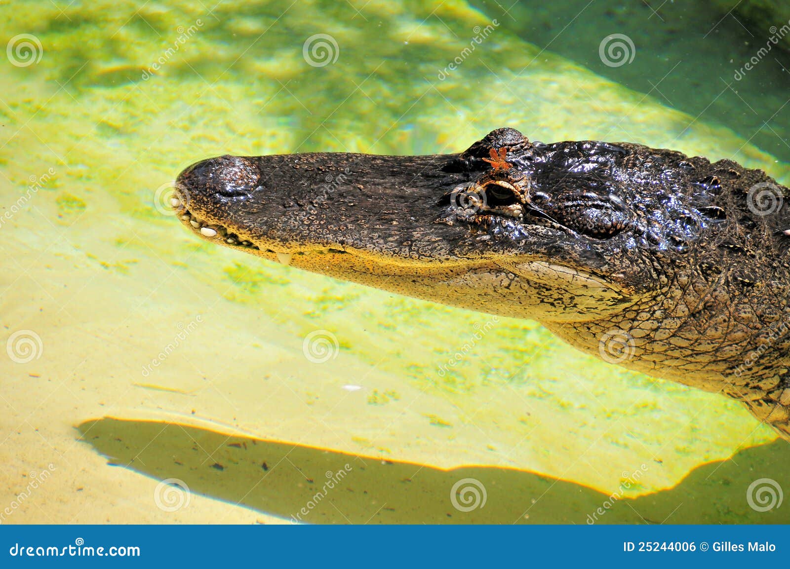 Libel Op Amerikaanse Alligator Stock Foto - Image of prooi, florida: 25244006