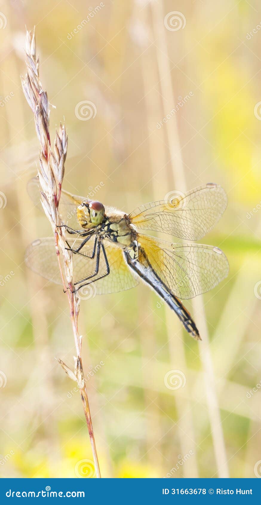 Libel op een installatie stock foto. Image of macro, stro - 31663678