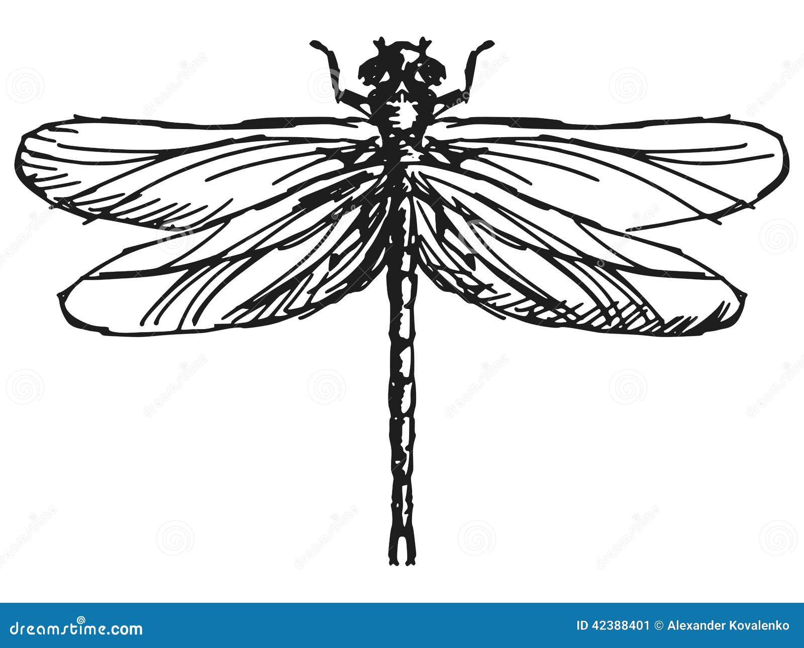 Libelle vektor abbildung. Illustration von glänzend, gezeichnet - 42388401