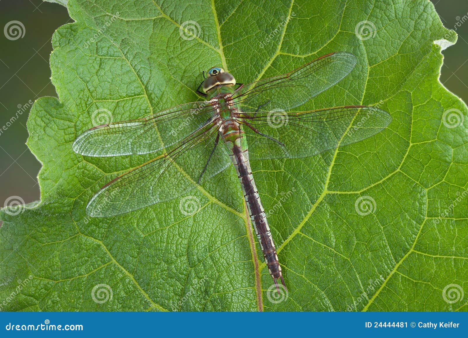 Libelle auf Blatt stockbild. Bild von makro, nave, wildnis - 24444481