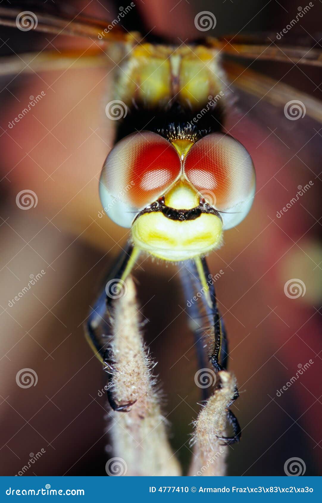 Libelle-Augen stockfoto. Bild von bunt, insekt, hocken - 4777410