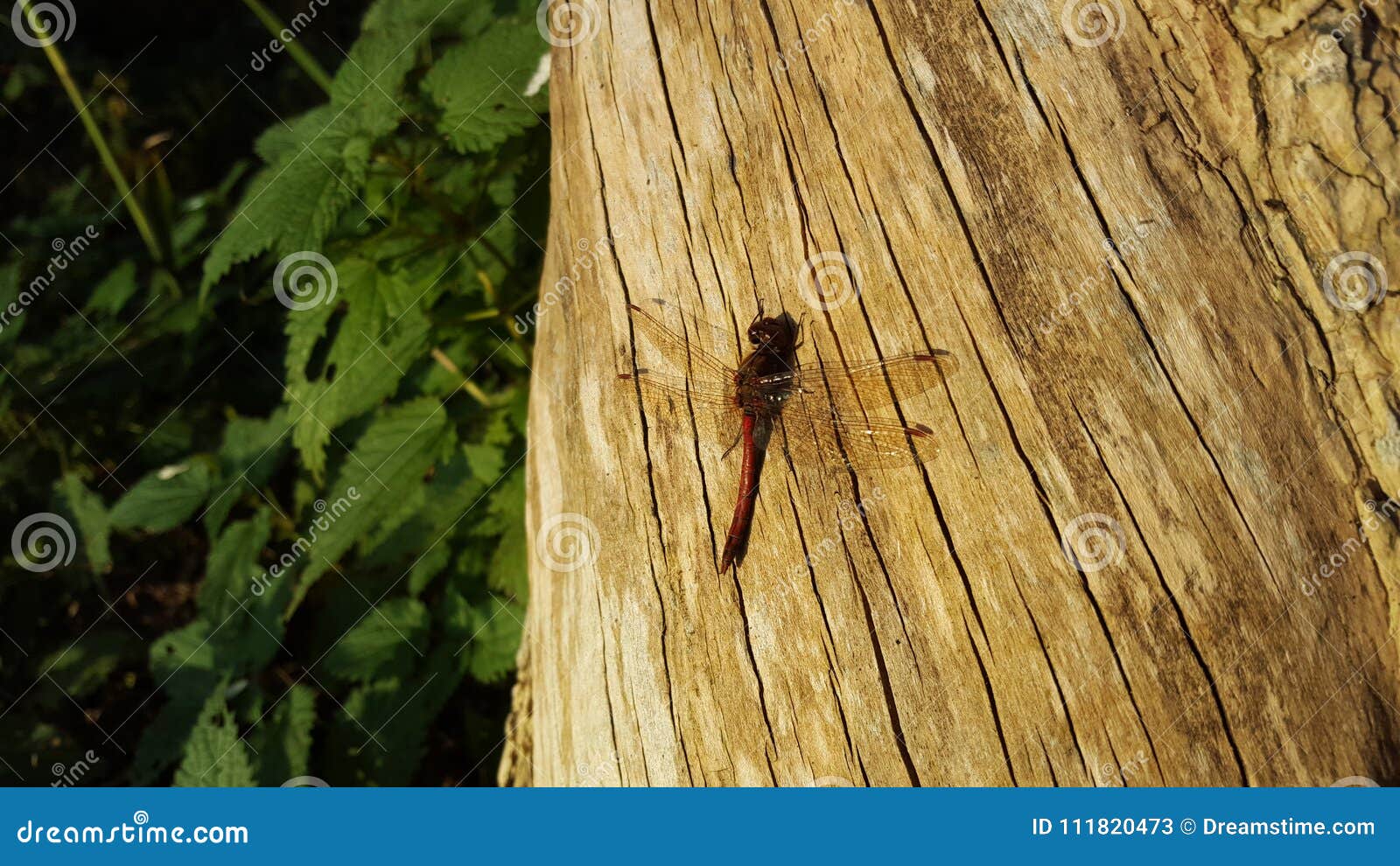Libelle Dragon-Fly Nature stock image. Image of natur - 111820473