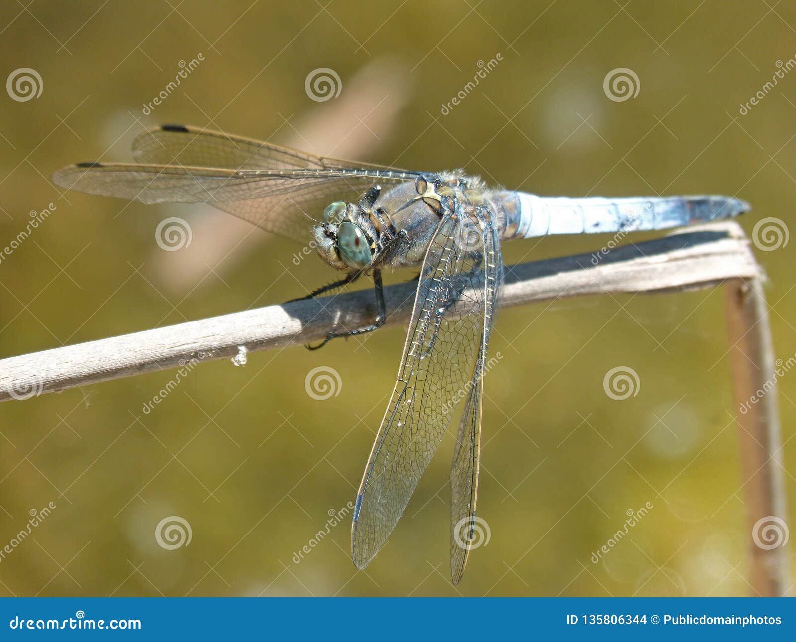 Libelle, Insekt, Libellen Und Damseflies, Damselfly Bild. Bild: 135806344