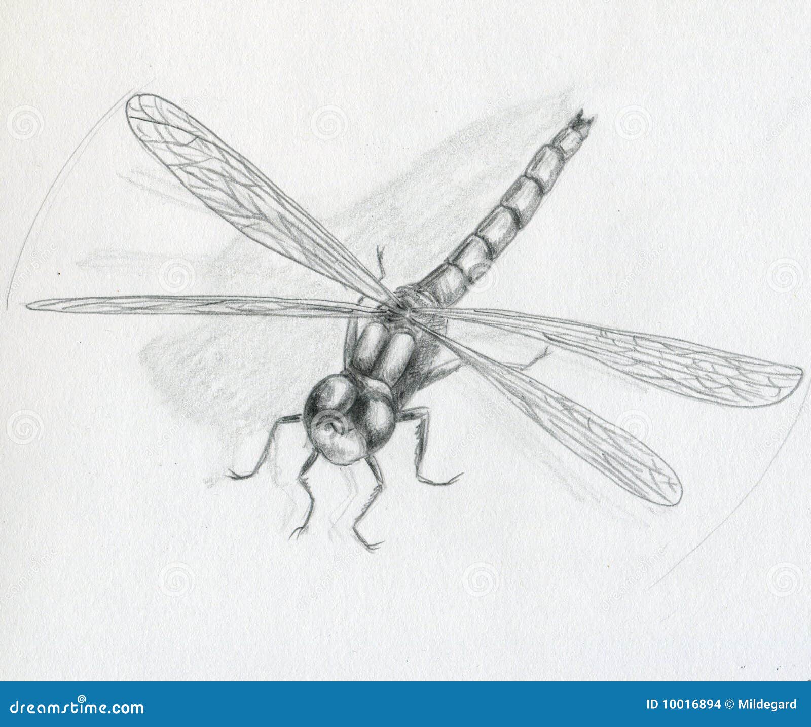 Libelle - Skizze stock abbildung. Illustration von flügel - 10016894