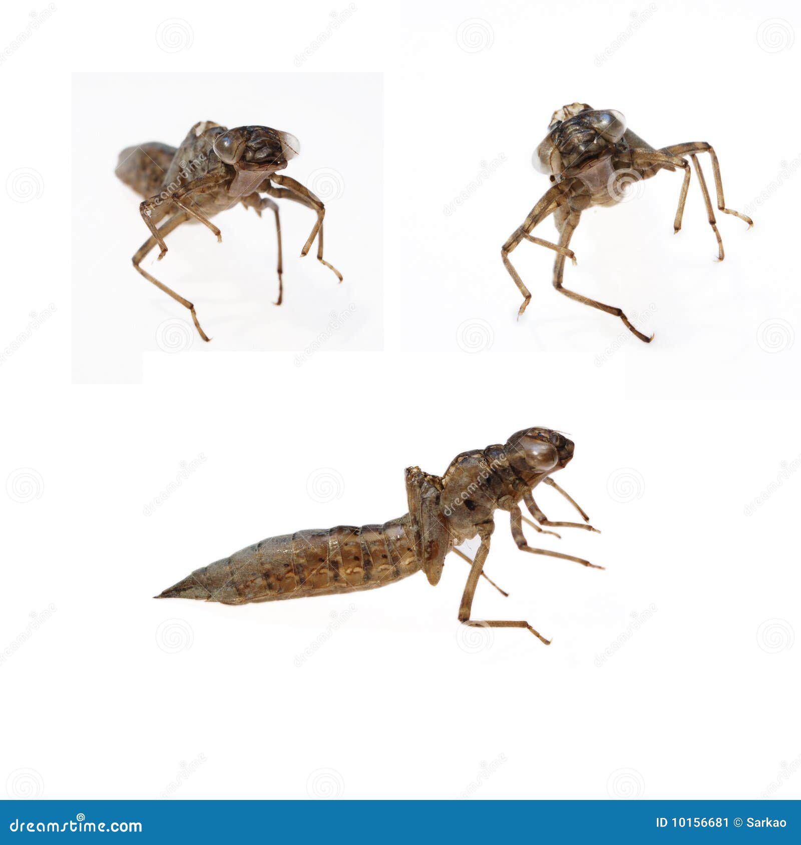 Libellelarven stockbild. Bild von tier, made, larve, getrennt - 10156681