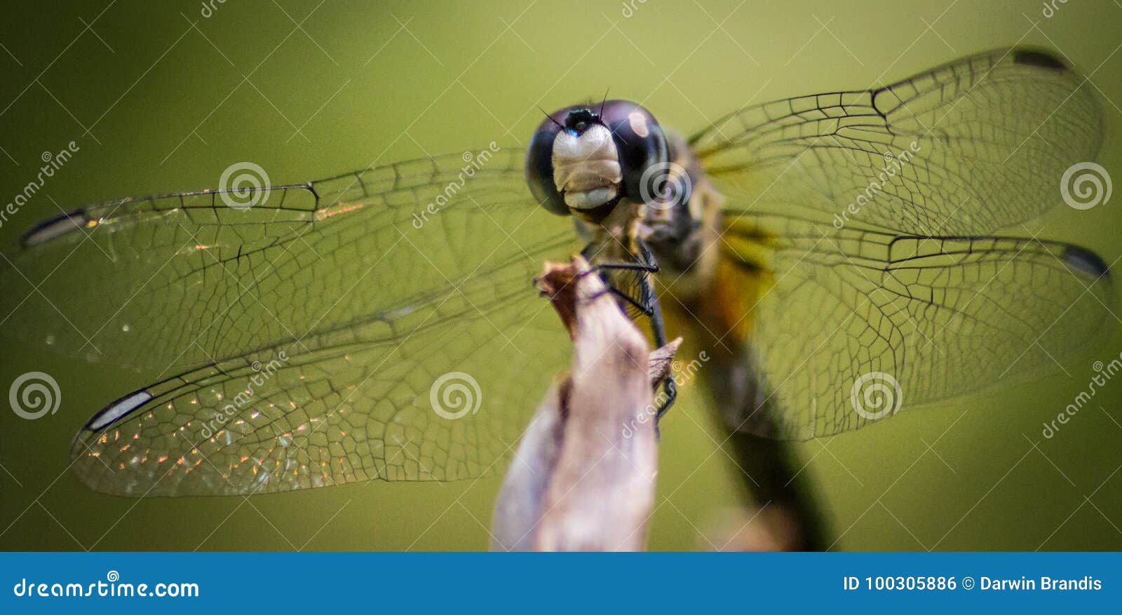 Libellen-Extrem-Nahaufnahme Stockfoto - Bild von zweig, augen: 100305886