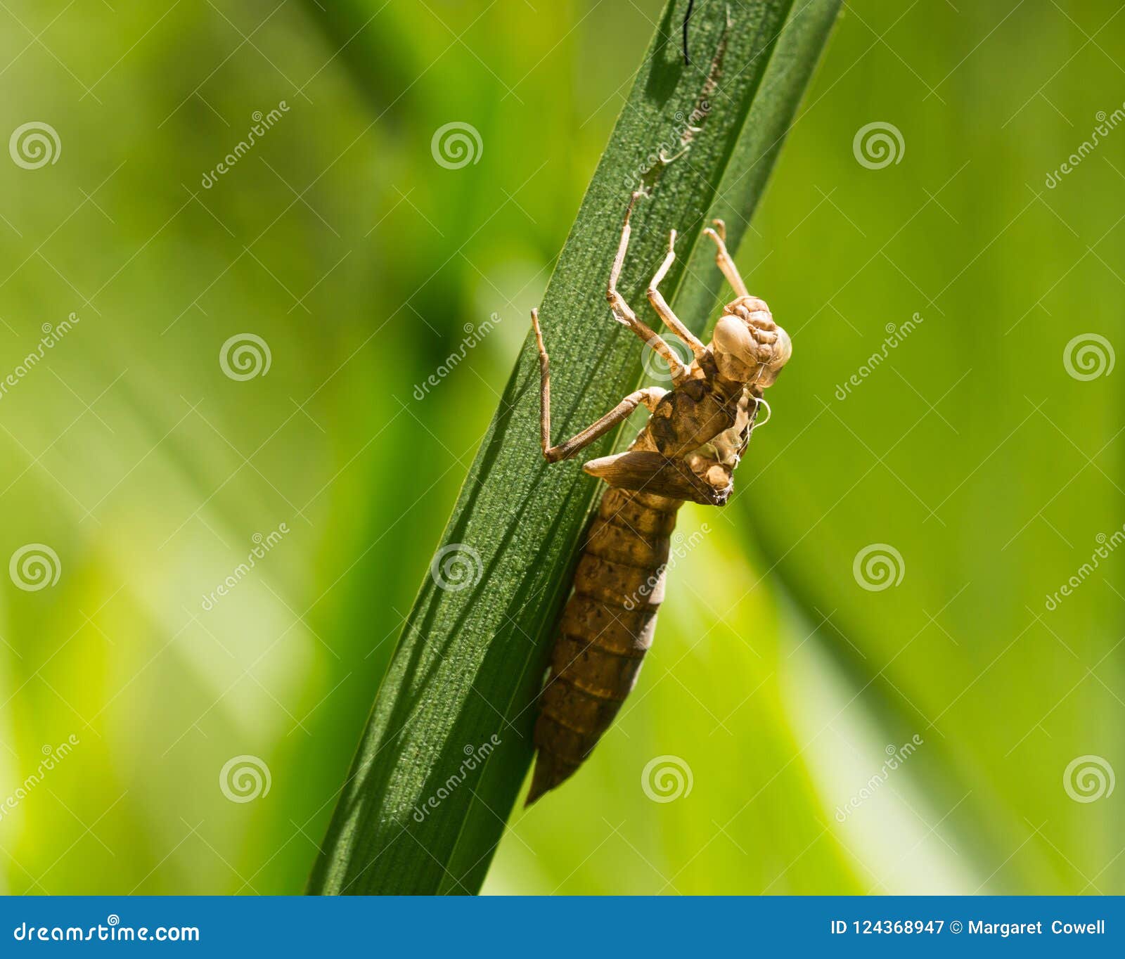 Libellen-Larven auf Gras stockbild. Bild von nave, meer - 124368947