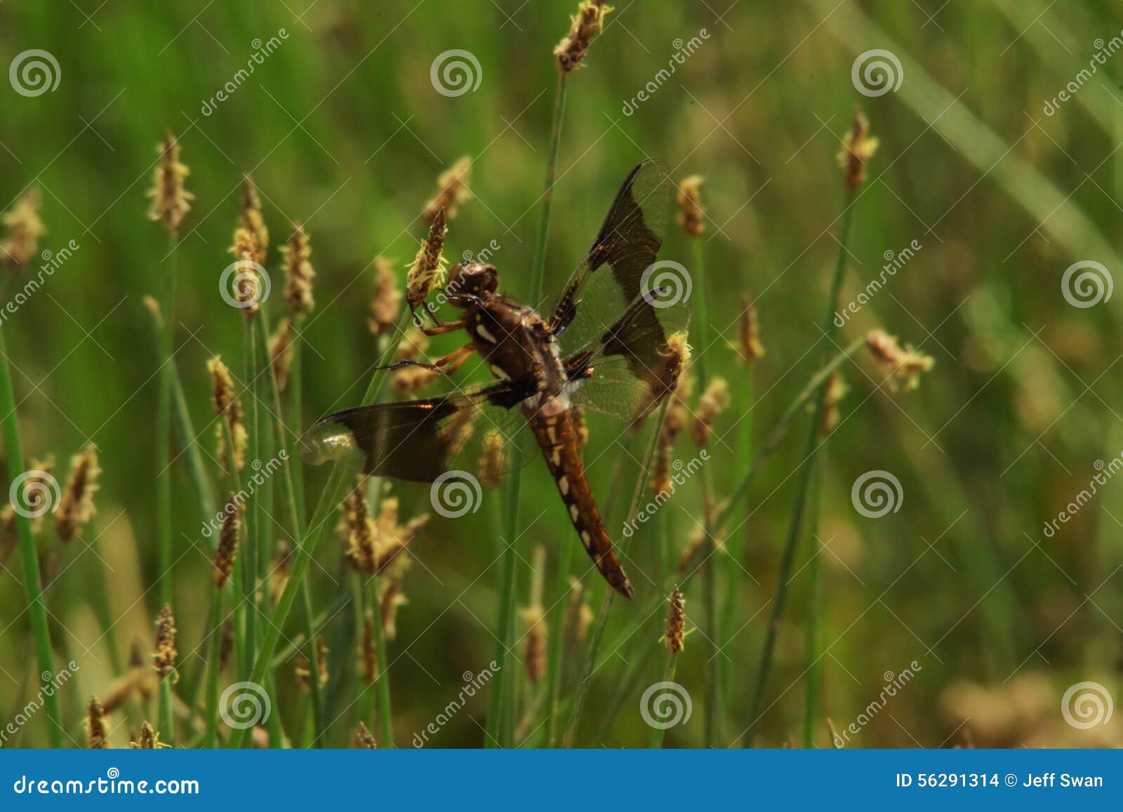Libellen-Stillstehen stockfoto. Bild von flügel, geflügelt - 56291314