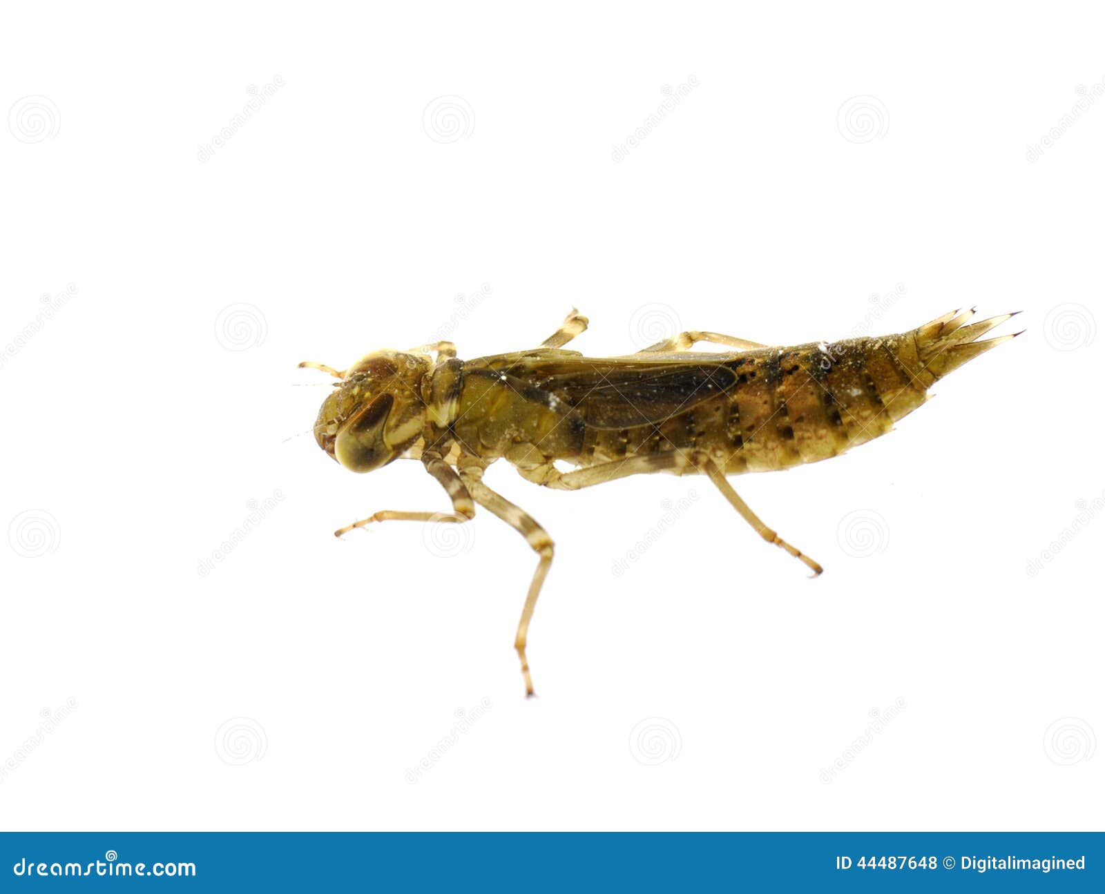 Libellenlarven stockfoto. Bild von braun, makro, damselfly - 44487648