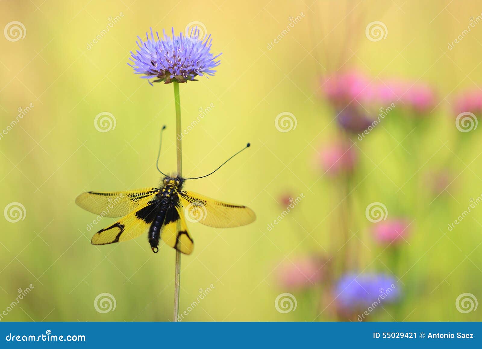 Libelloides stock image. Image of libelloides, enters - 55029421