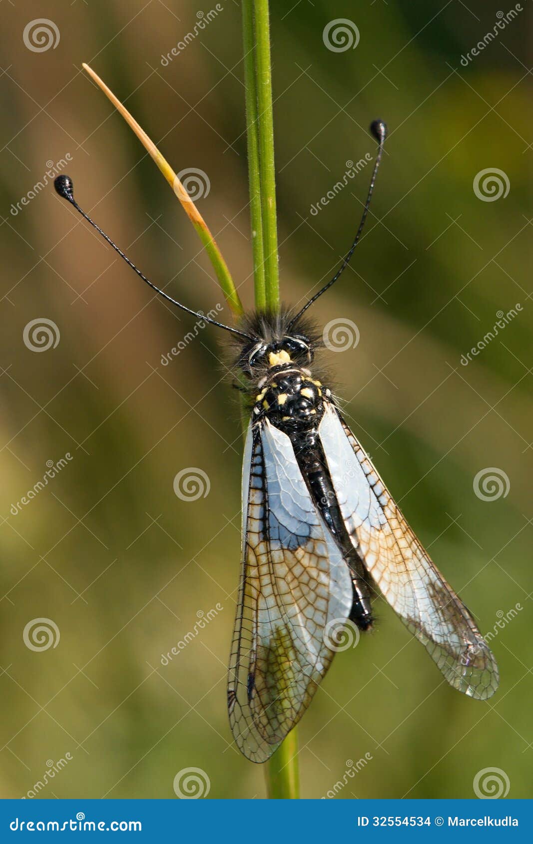 Libelloides lacteus 库存照片. 图片 包括有 蝴蝶, 眼睛, 颜色, 宏指令, 详细资料 - 32554534