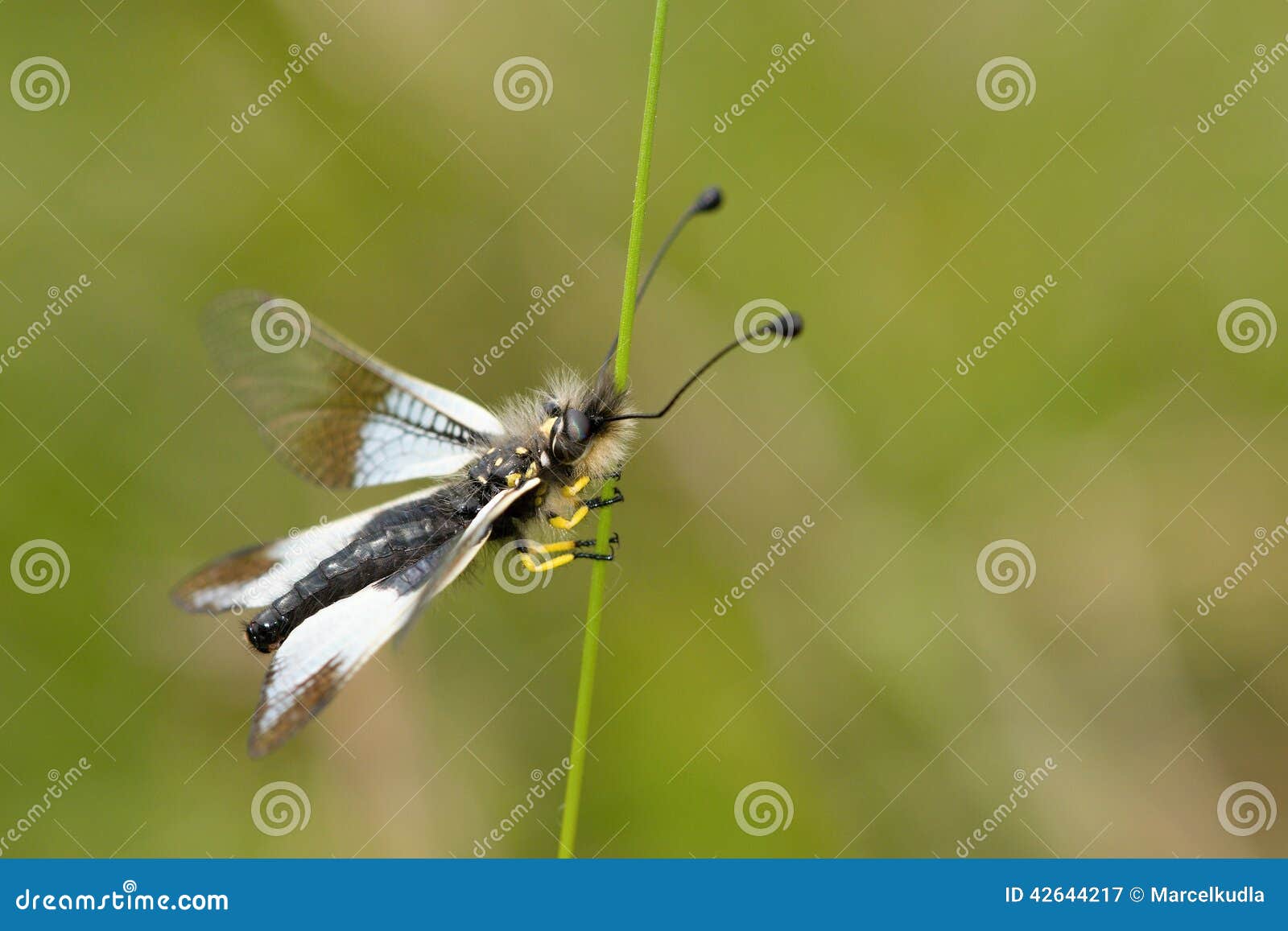 Libelloides lacteus stock image. Image of close, animals - 42644217