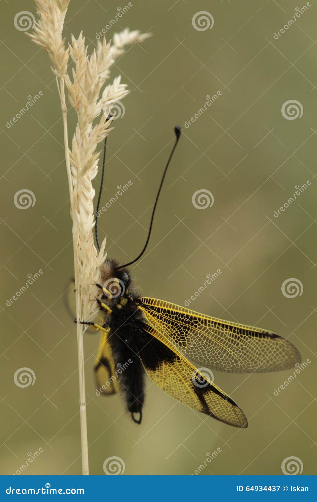 Libelloides Longicomis Stock Image | CartoonDealer.com #64934437