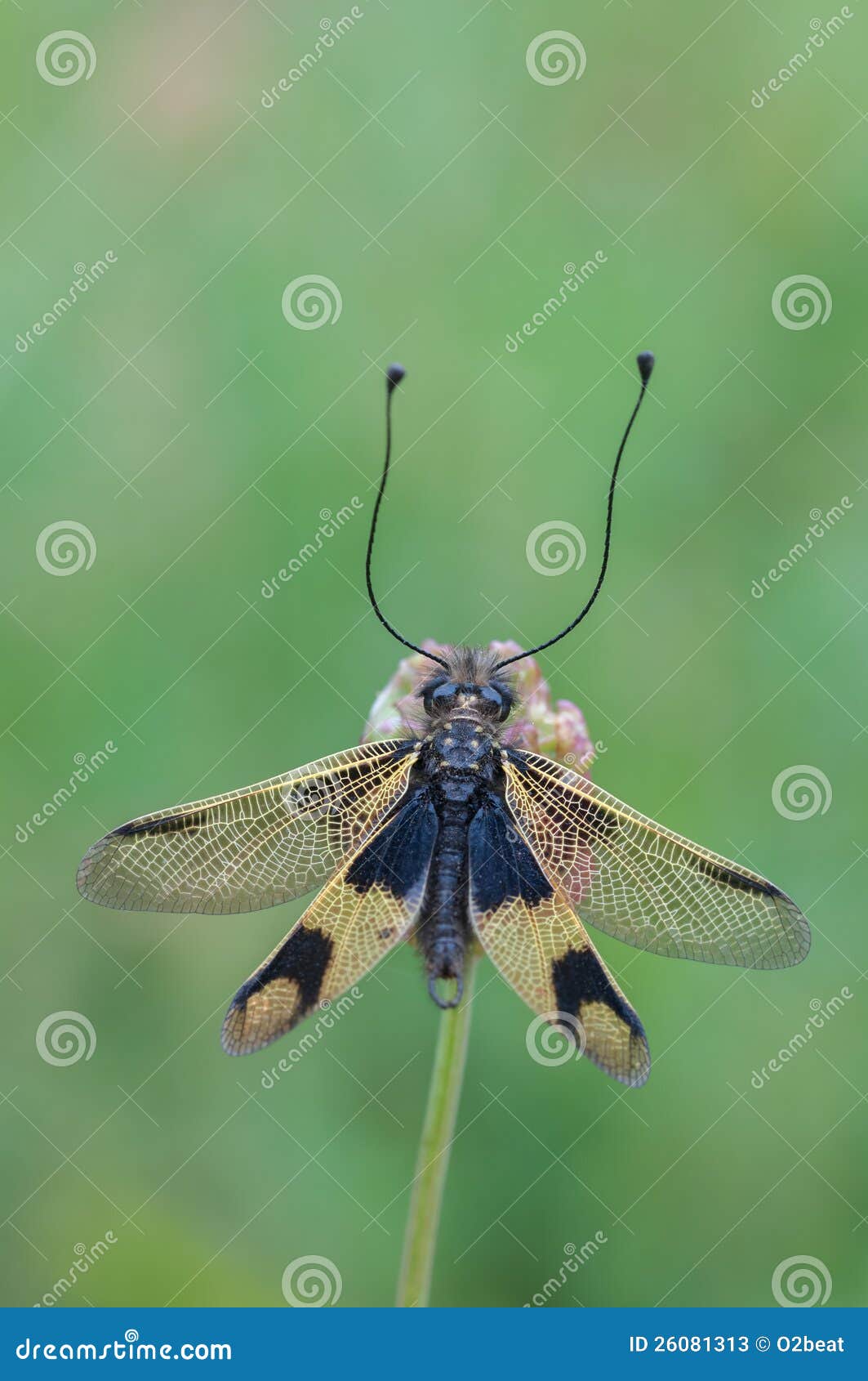 Libelloides longicornis stock image. Image of vein, detail - 26081313