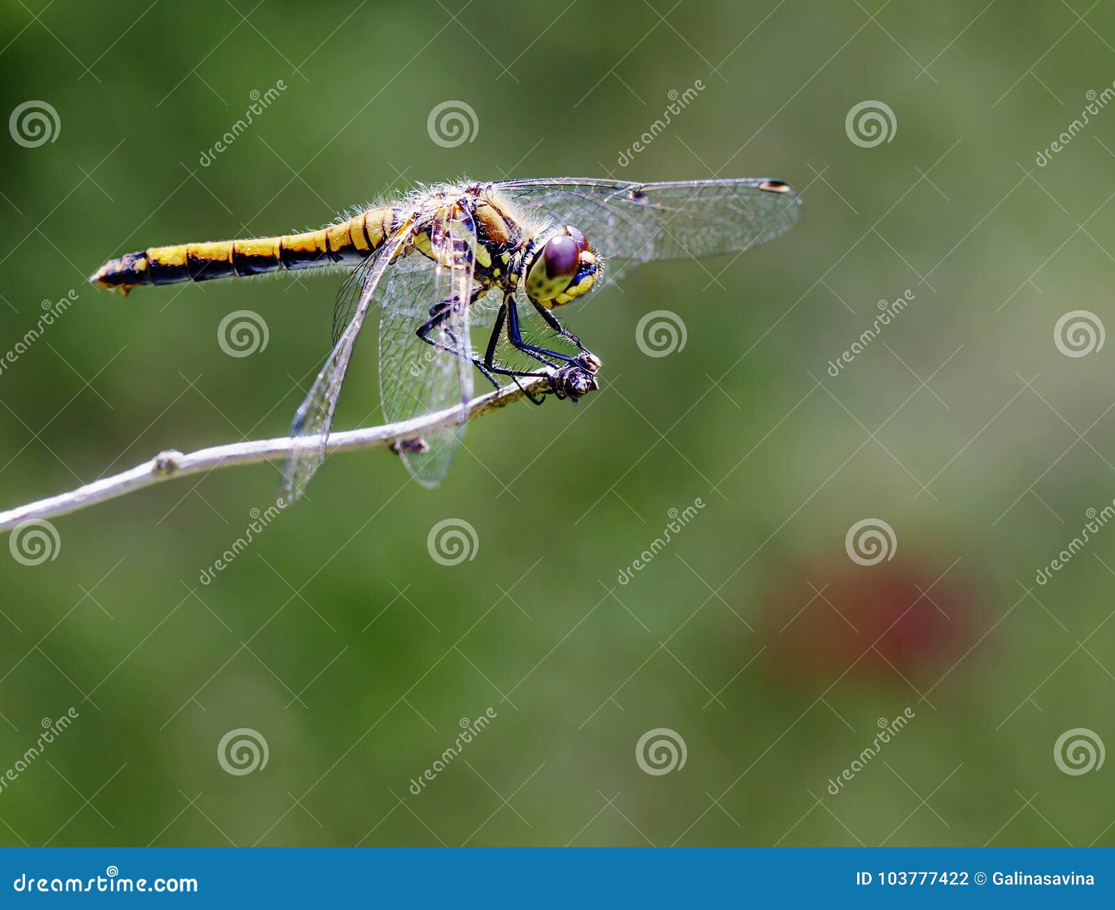 Libellula fotografia stock. Immagine di predatore, libellula - 103777422