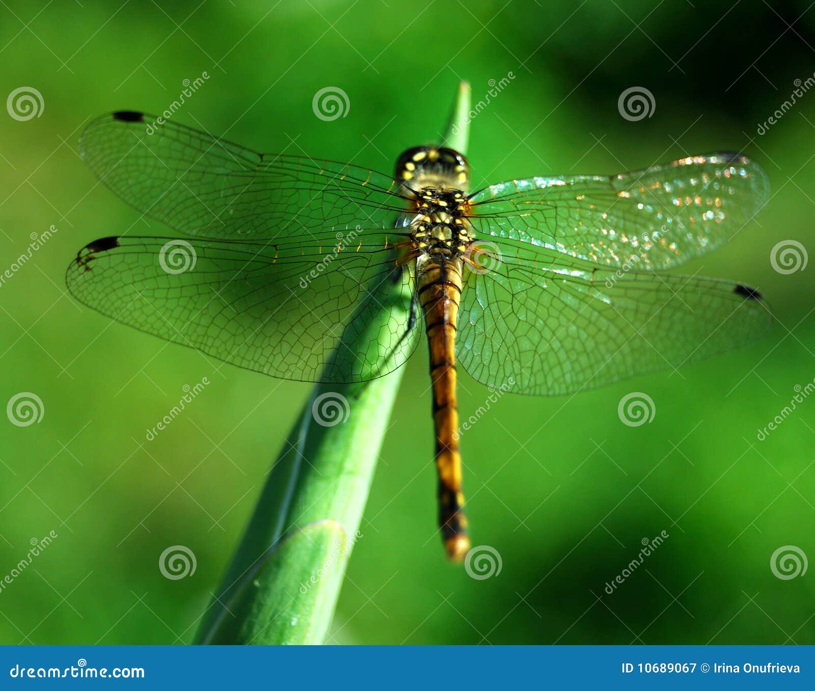 Libellula immagine stock. Immagine di bellezza, biologia - 10689067