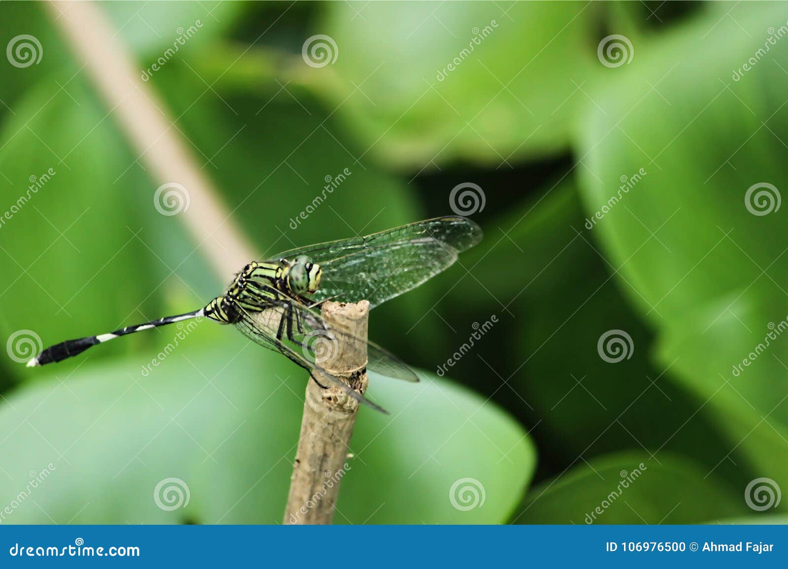 Libellula fotografia stock. Immagine di insetto, rottura - 106976500