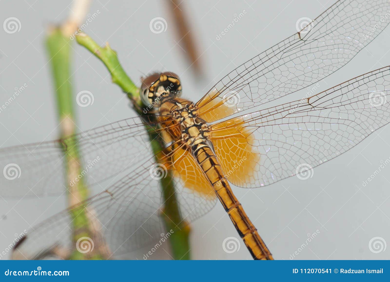 Libellula immagine stock. Immagine di sfocatura, libellula - 112070541