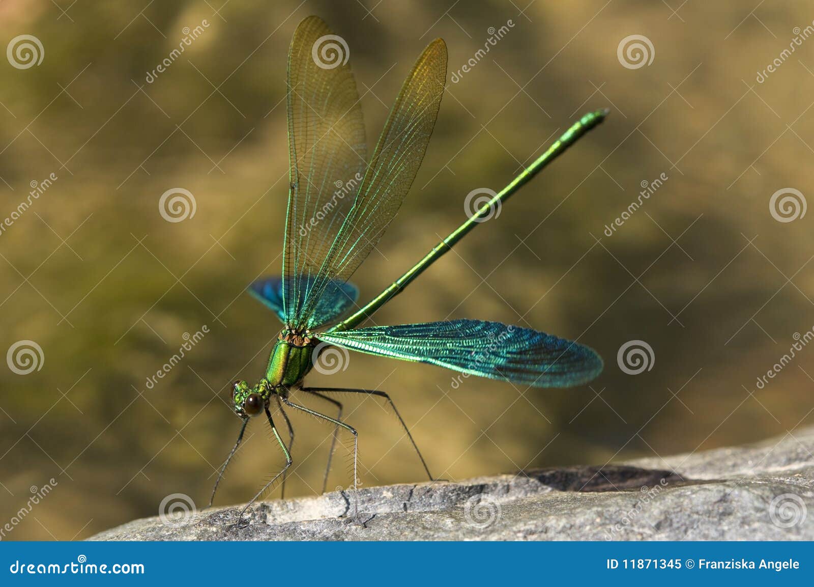 Libellula immagine stock. Immagine di chiarezza, luminosità - 11871345