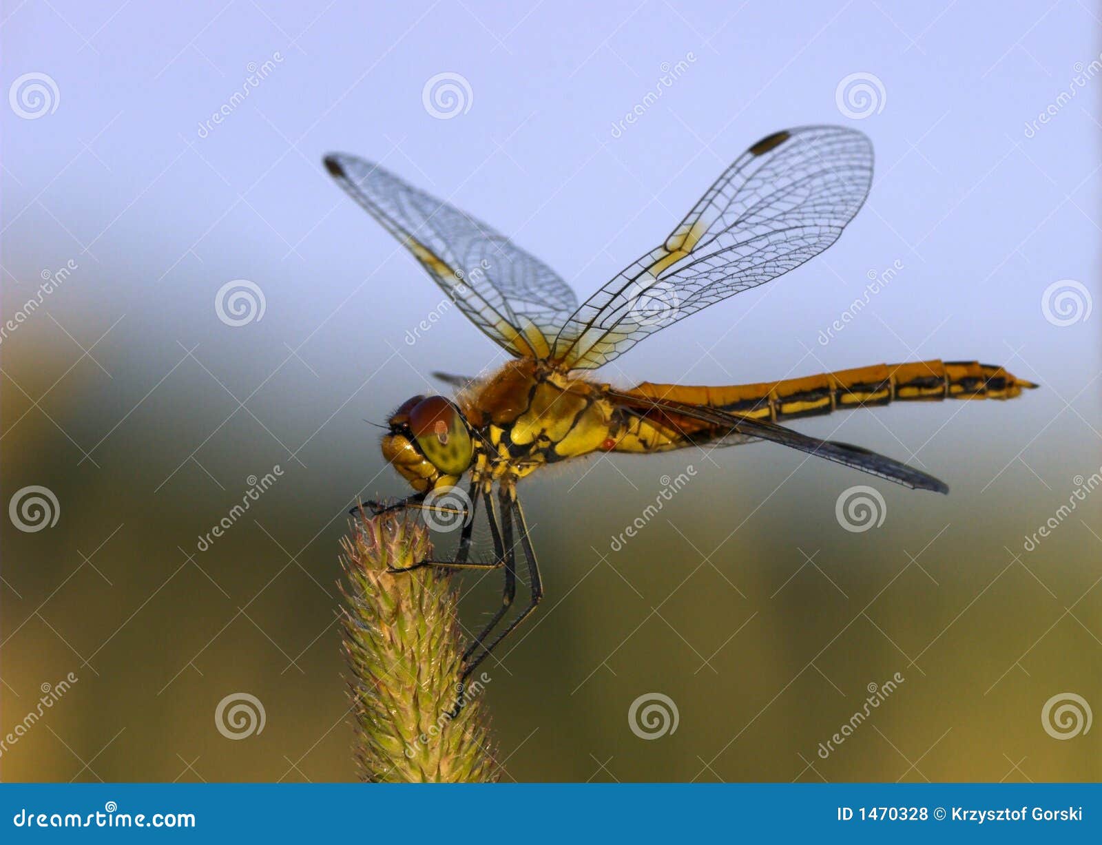 Libellula fotografia stock. Immagine di pacificazione - 1470328