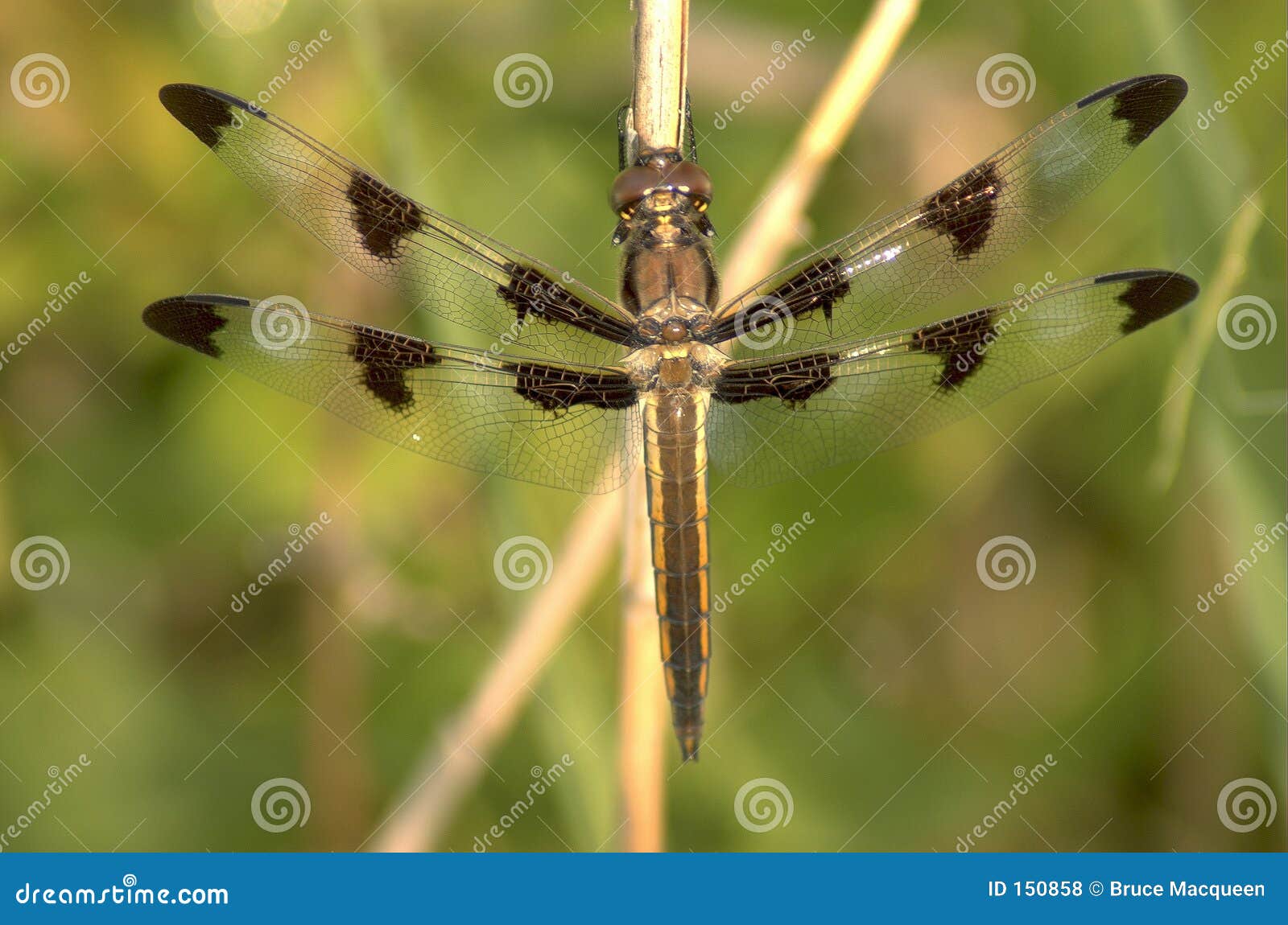 Libellula fotografia stock. Immagine di appollaiato, stagni - 150858