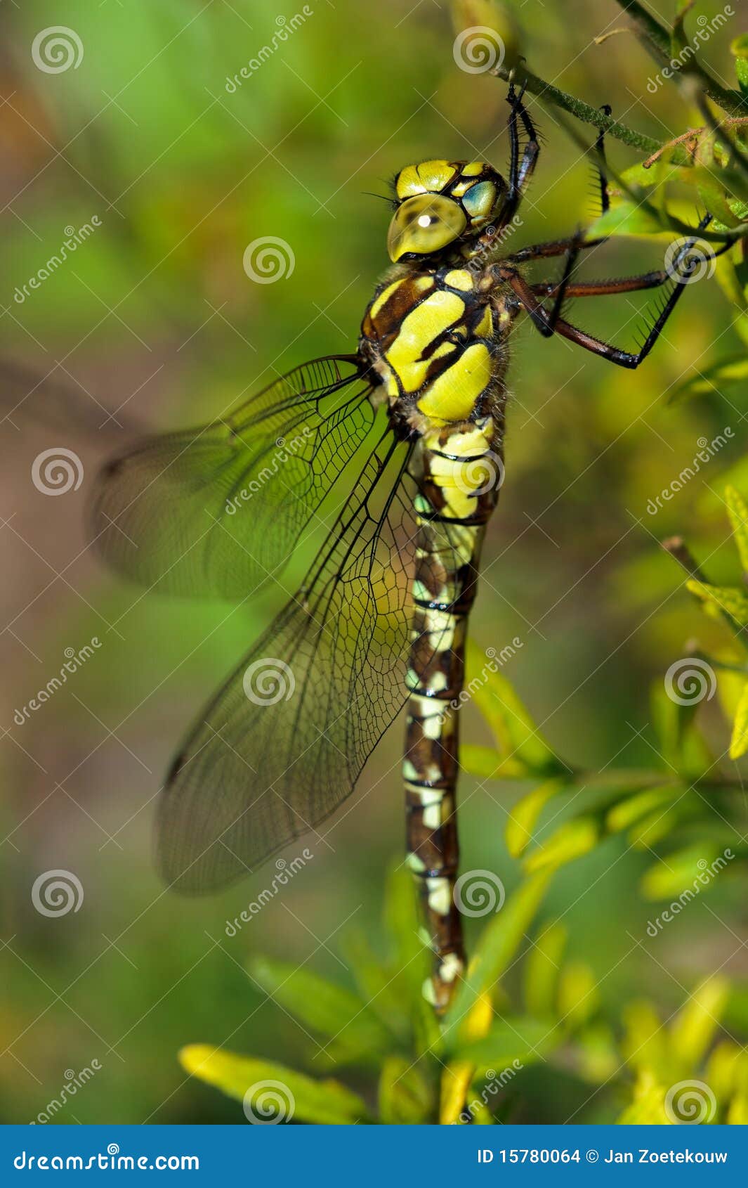 Libellula fotografia stock. Immagine di organismo, verde - 15780064