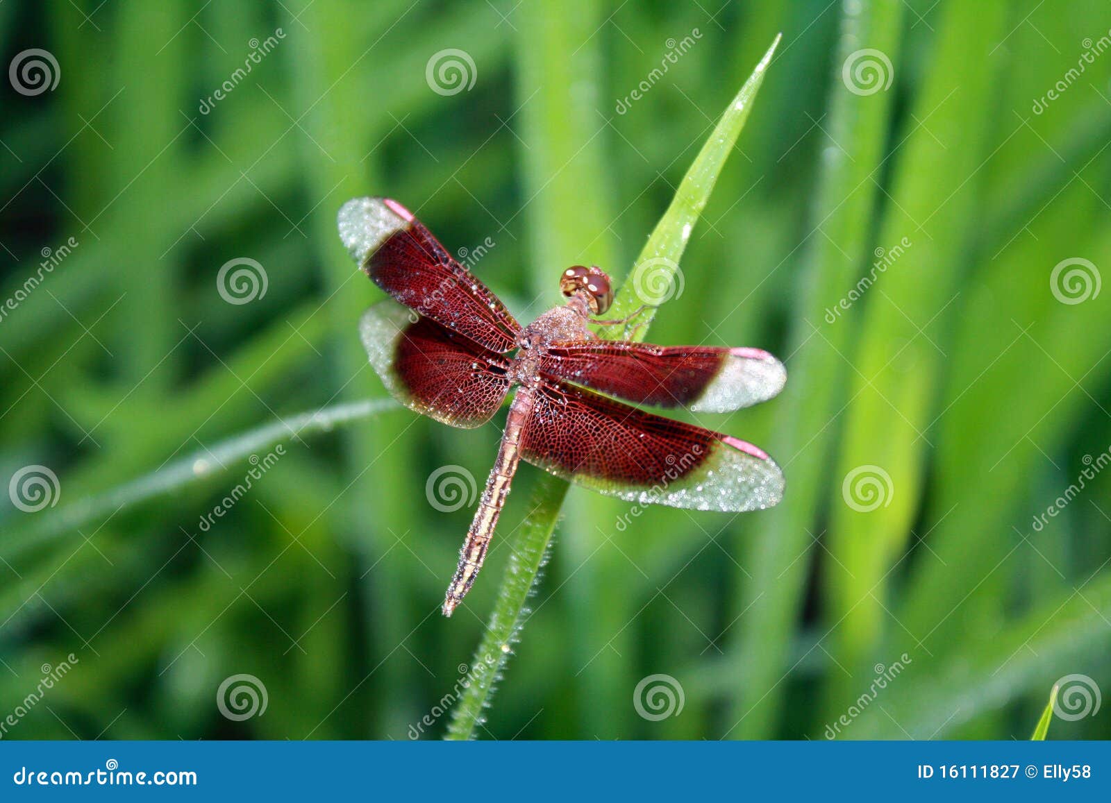 Libellula immagine stock. Immagine di foto, nave, giacinta - 16111827
