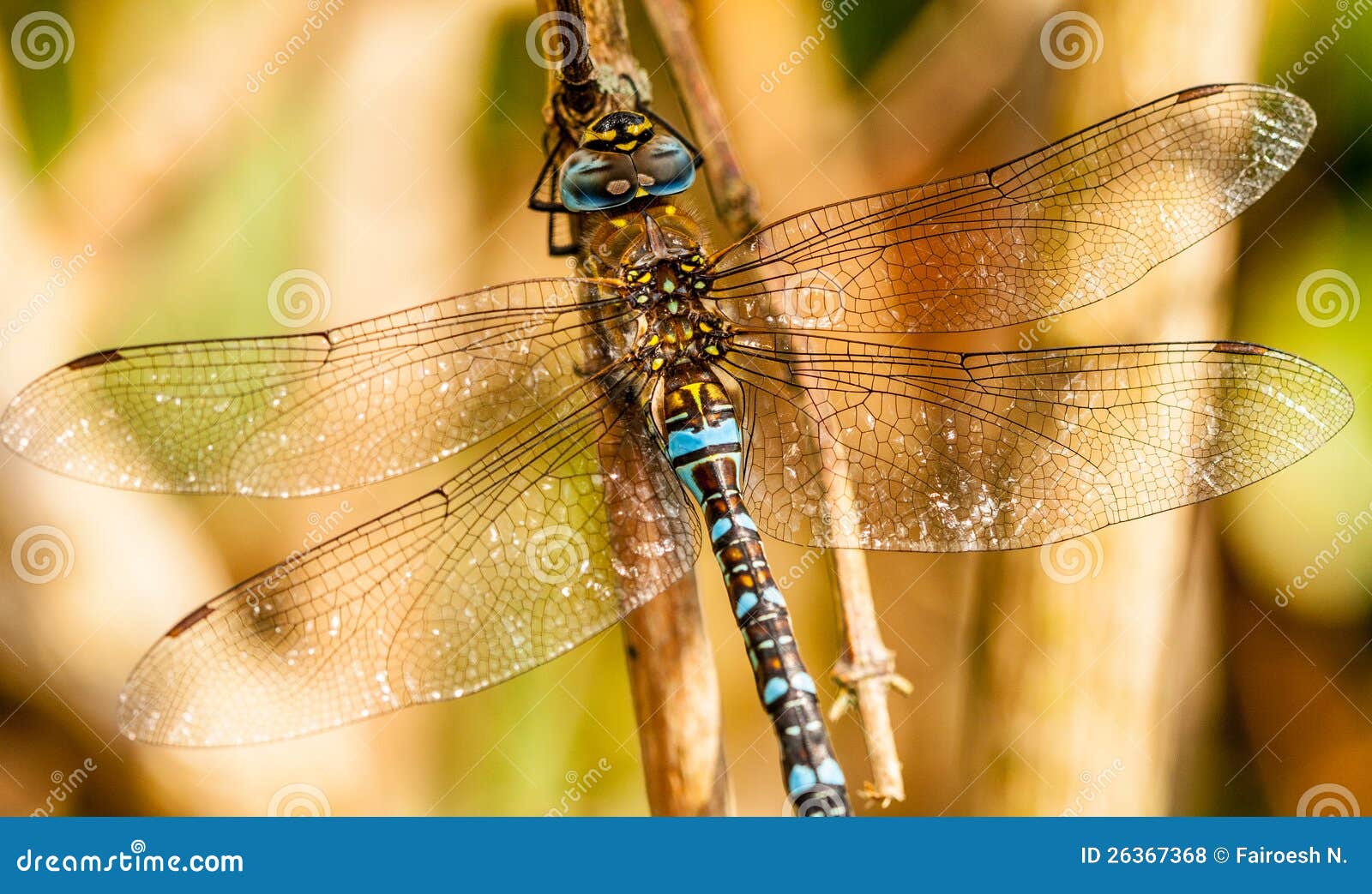 Libellula fotografia stock. Immagine di macro, estate - 26367368