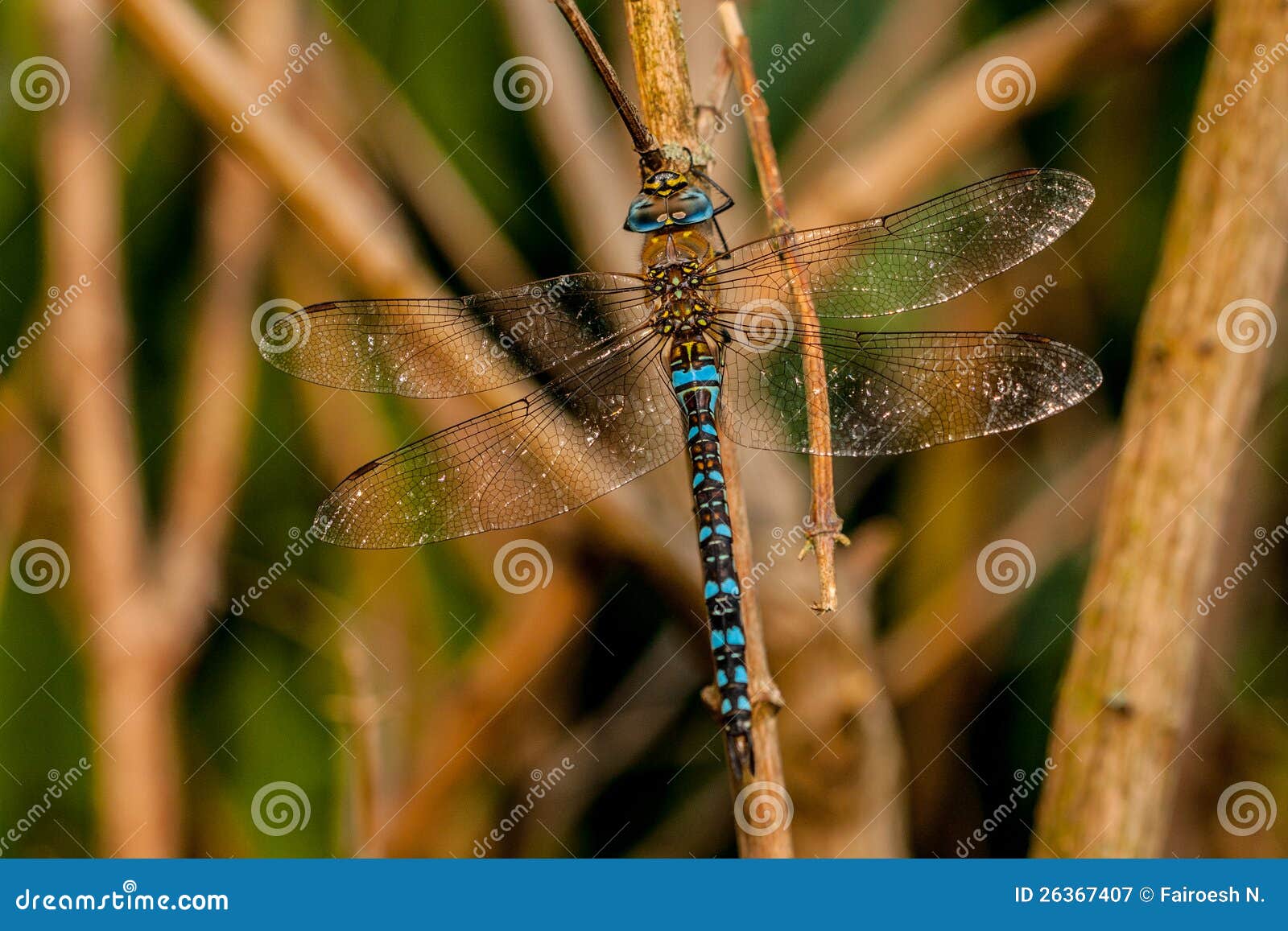 Libellula immagine stock. Immagine di macro, occhi, estate - 26367407