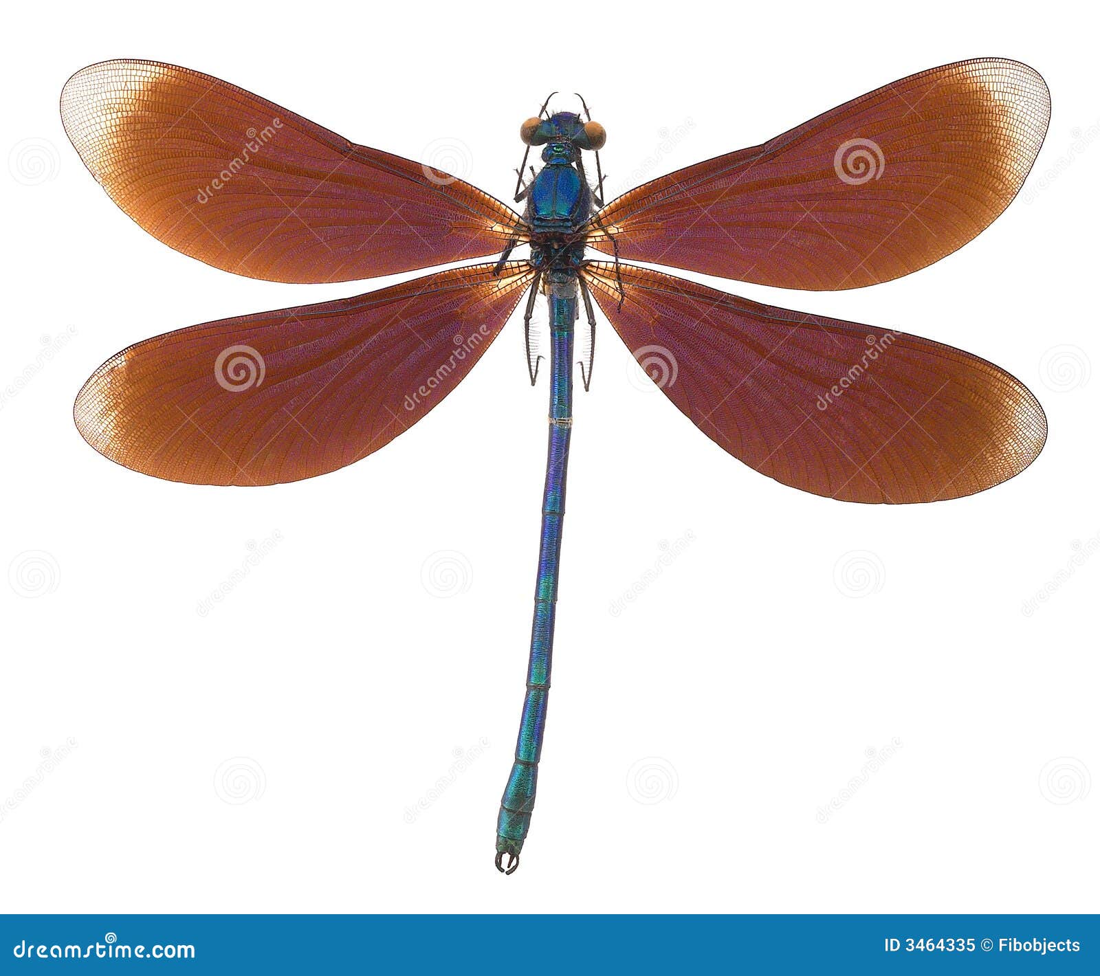 Libellula immagine stock. Immagine di nave, animale, insetti - 3464335