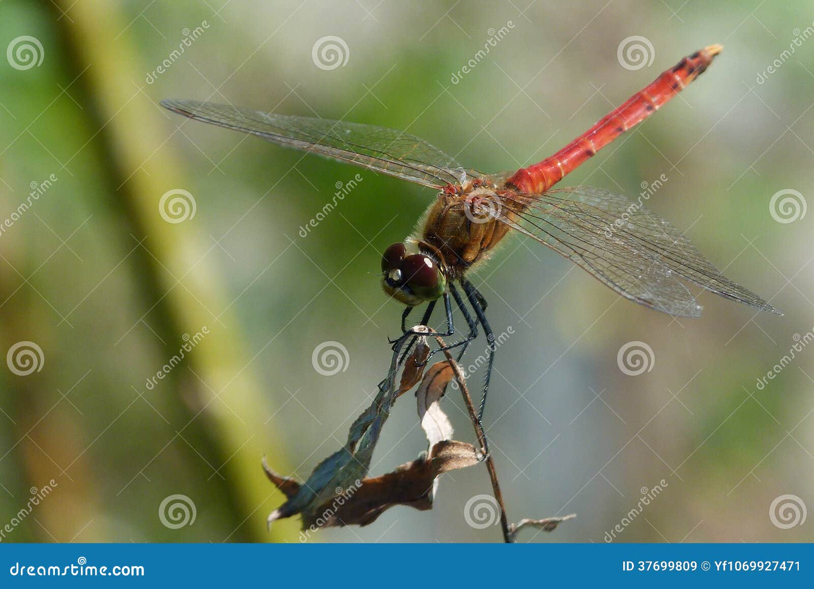 Libellula immagine stock. Immagine di sottoordine, insetto - 37699809