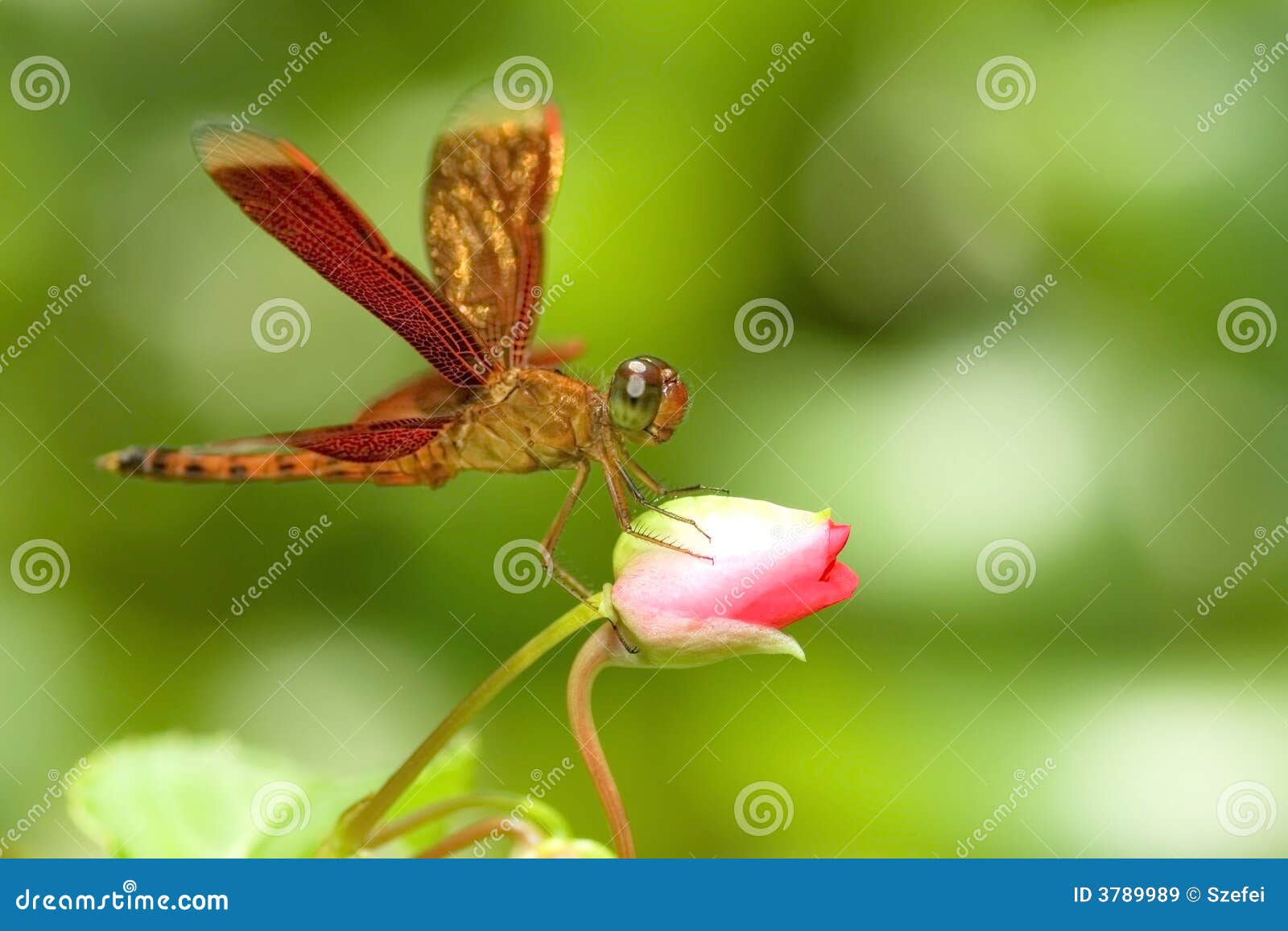 Libellula immagine stock. Immagine di mosca, volo, insetto - 3789989