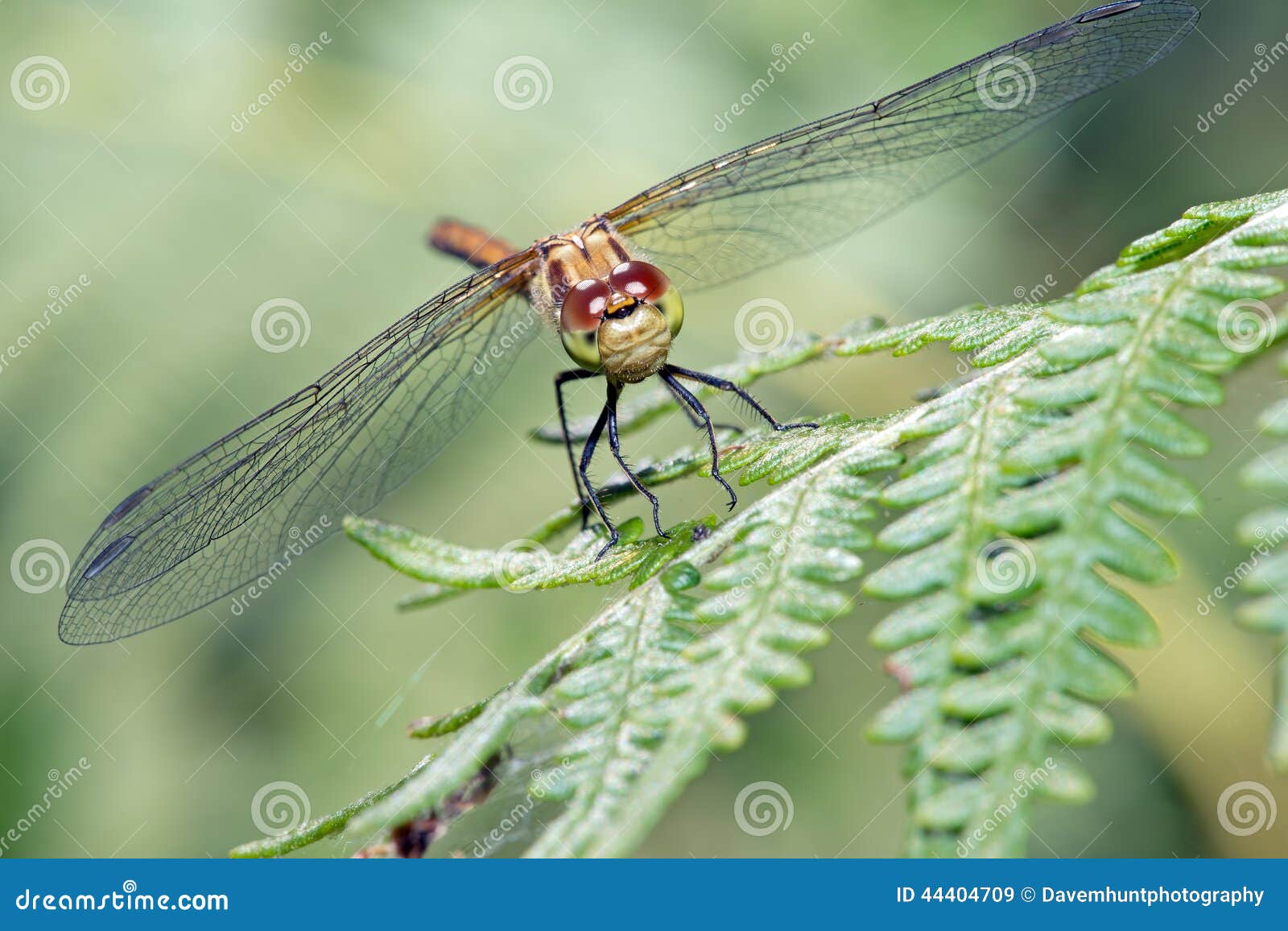 Libellula immagine stock. Immagine di libellula, invertebrato - 44404709