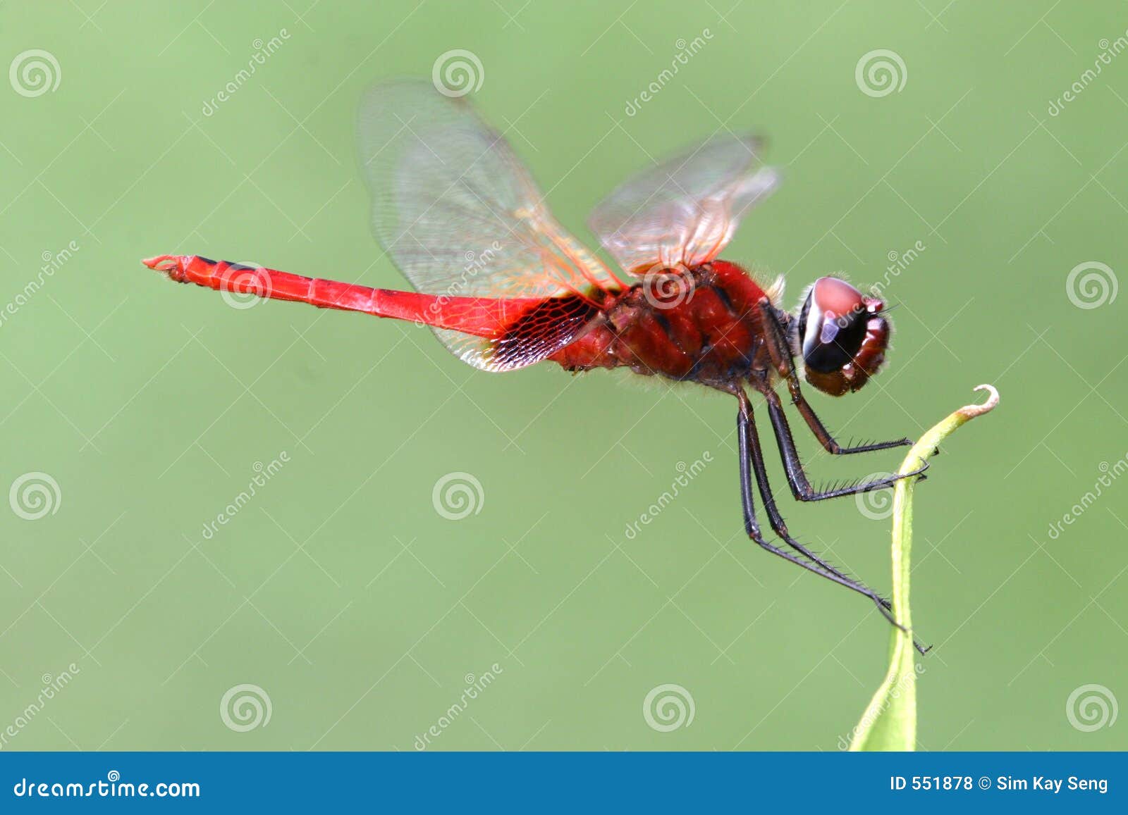 Libellula fotografia stock. Immagine di insetto, esterno - 551878