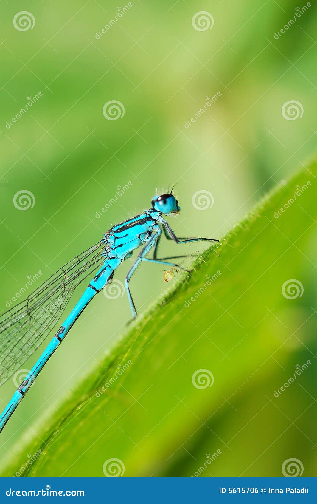 Libellula fotografia stock. Immagine di drago, parco, chiusura - 5615706
