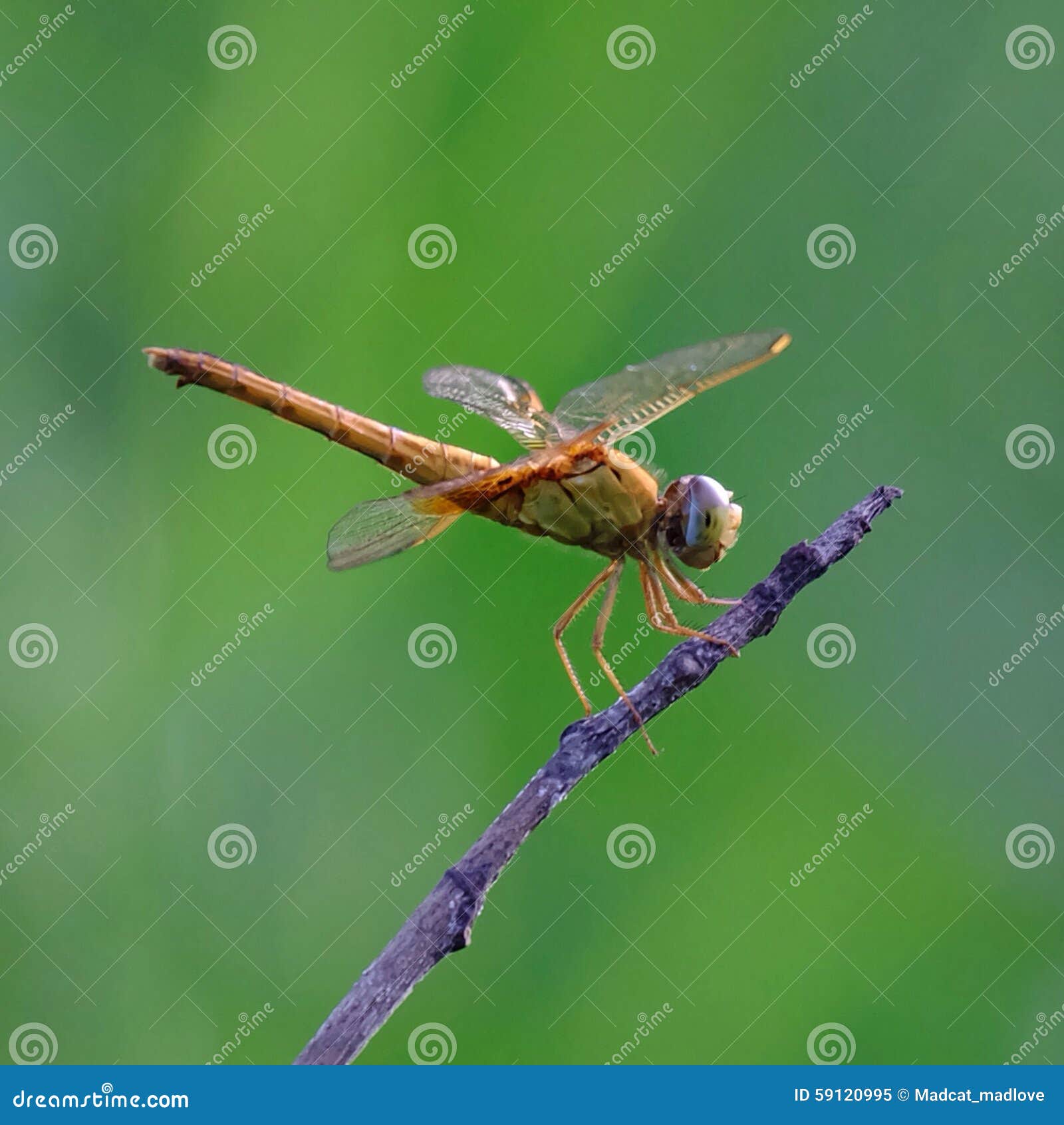 Libellula immagine stock. Immagine di insetto, filiale - 59120995