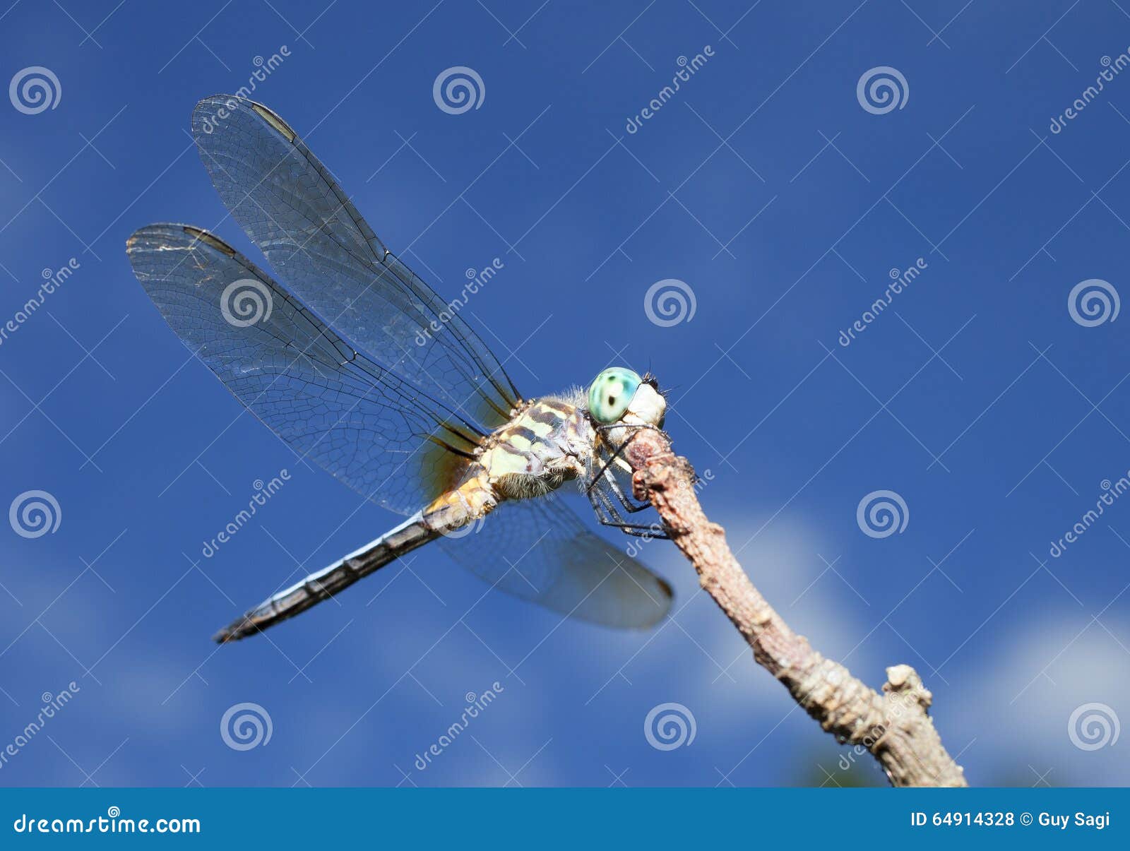 Libellula fotografia stock. Immagine di legno, bianco - 64914328