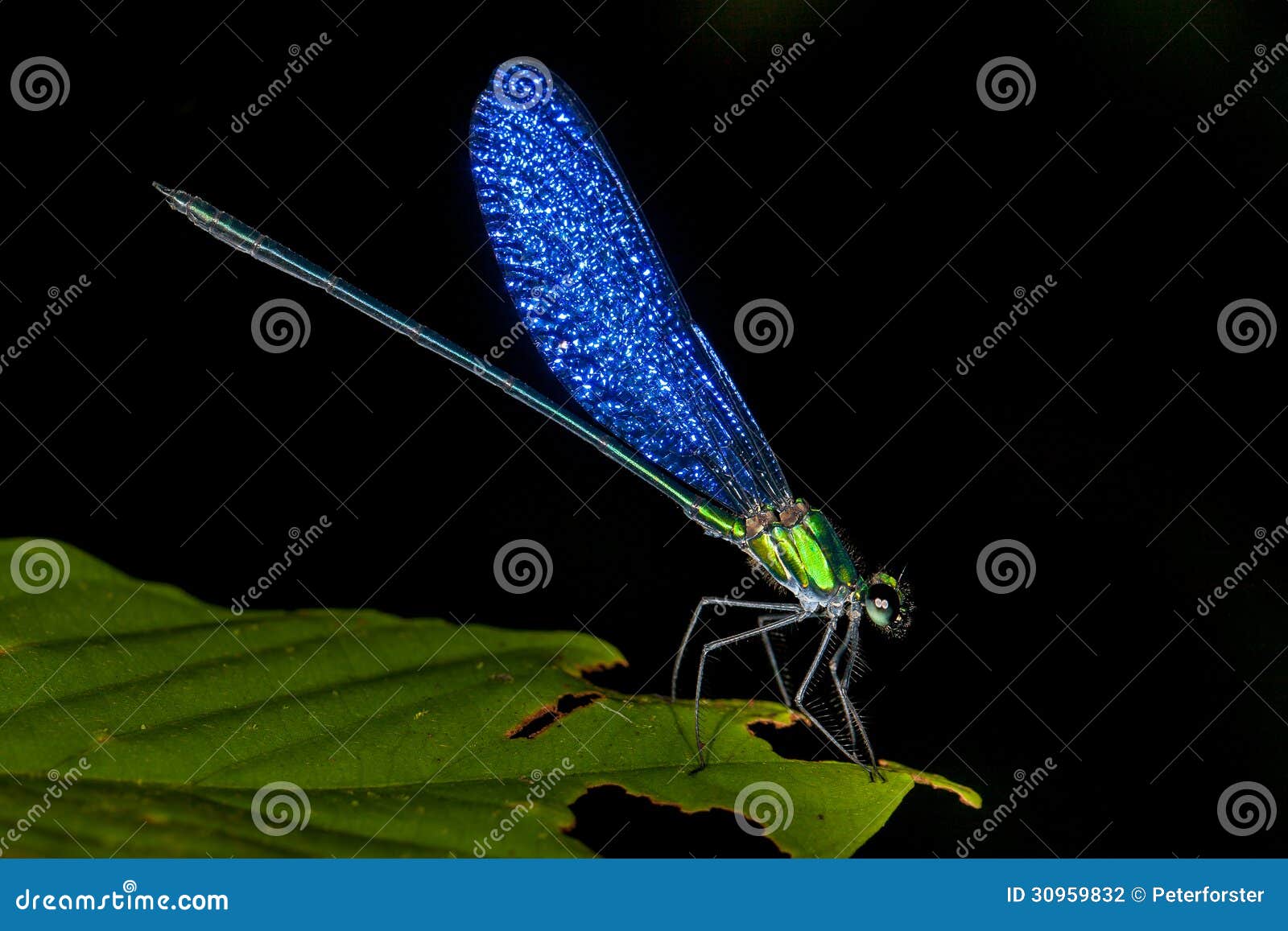 Libellula alata blu fotografia stock. Immagine di macro - 30959832