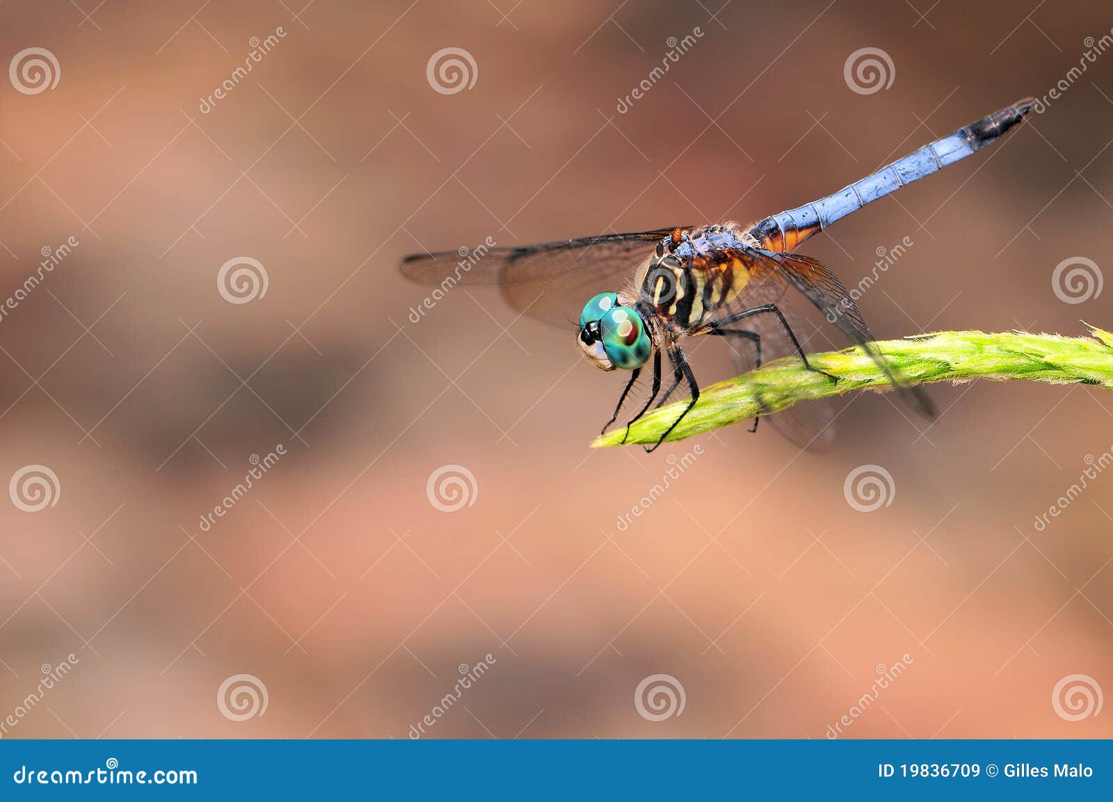 Libellula blu immagine stock. Immagine di aumenta, fiore - 19836709