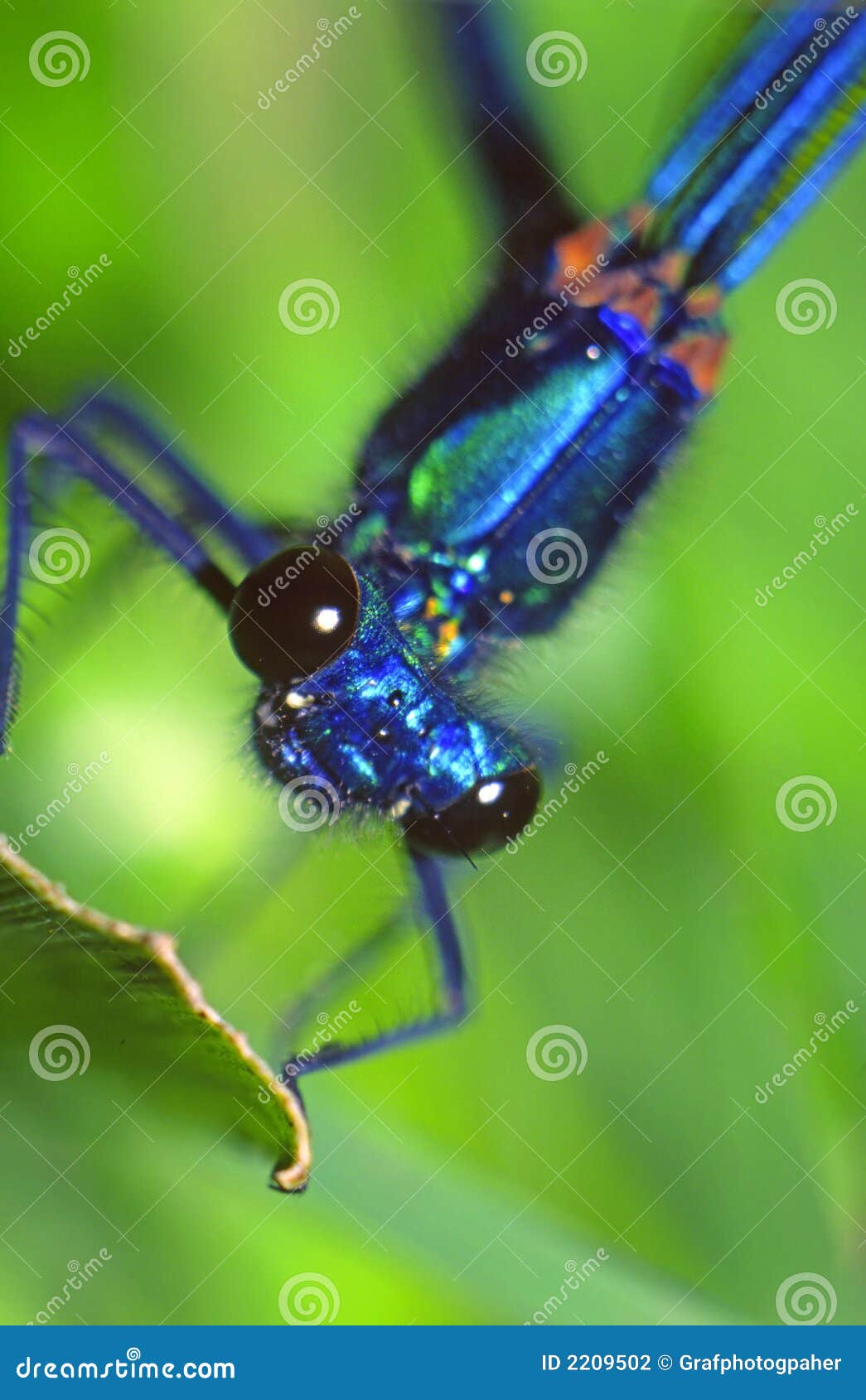 Libellula blu fotografia stock. Immagine di volo, splendido - 2209502