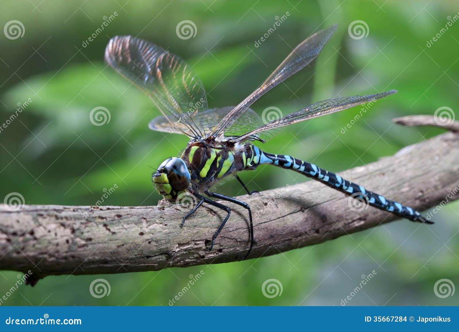 Libellula blu fotografia stock. Immagine di verde, insetto - 35667284