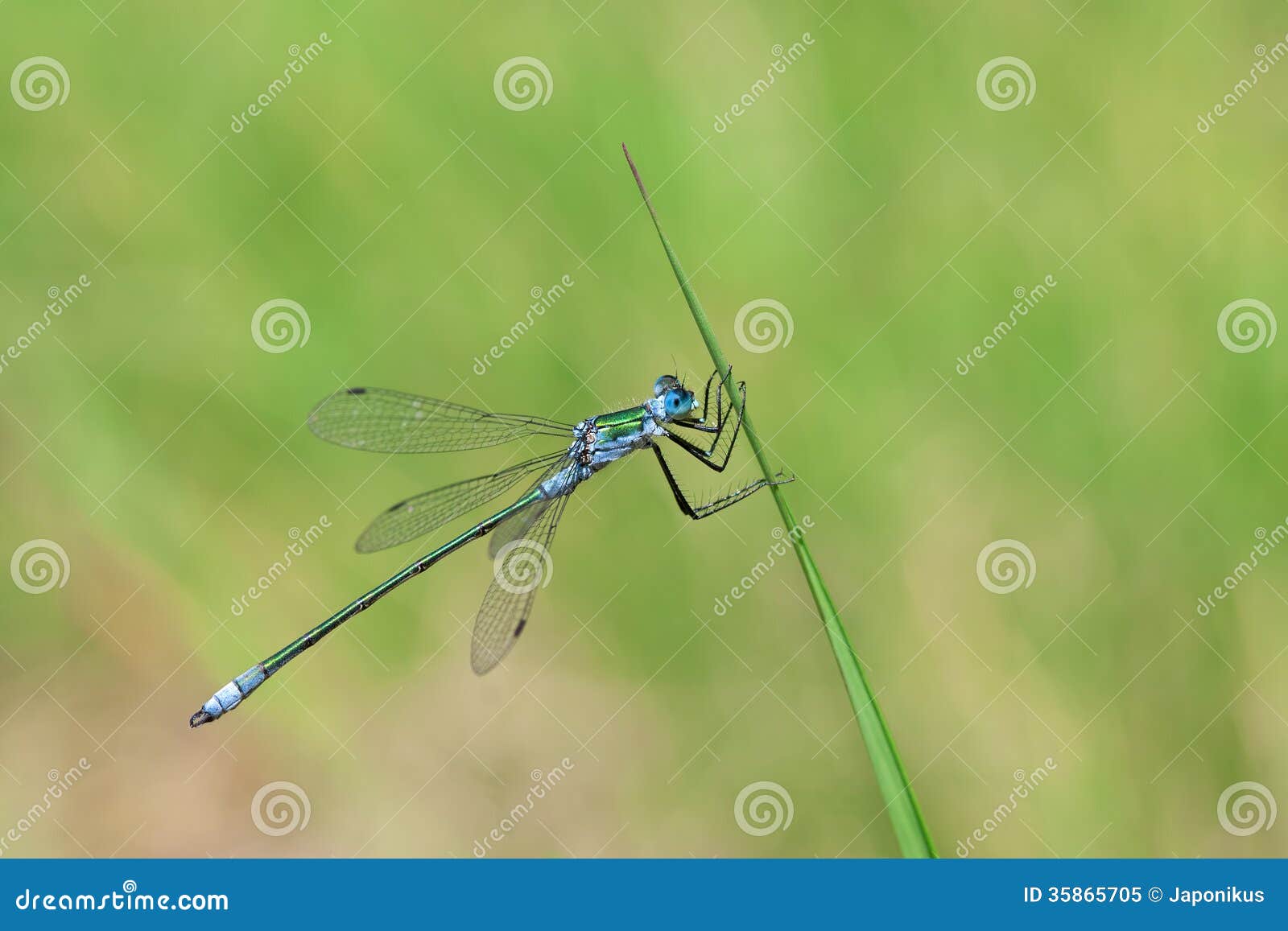 Libellula blu immagine stock. Immagine di nauseated, occhi - 35865705