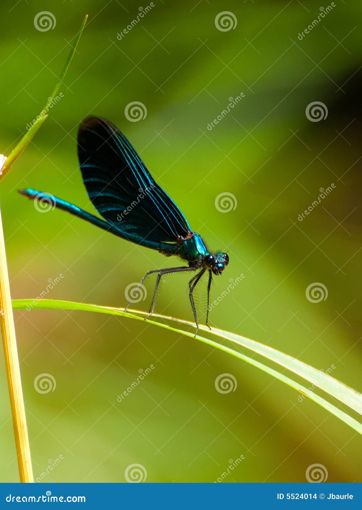 Libellula blu fotografia stock. Immagine di verde, bellezza - 5524014