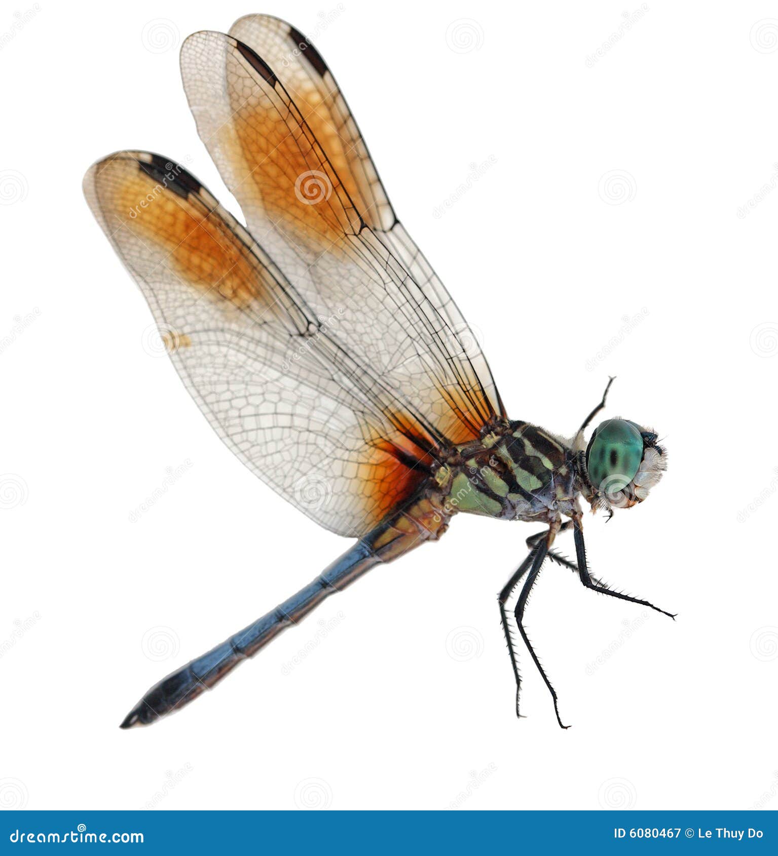 Libellula blu immagine stock. Immagine di sfondo, insetto - 6080467